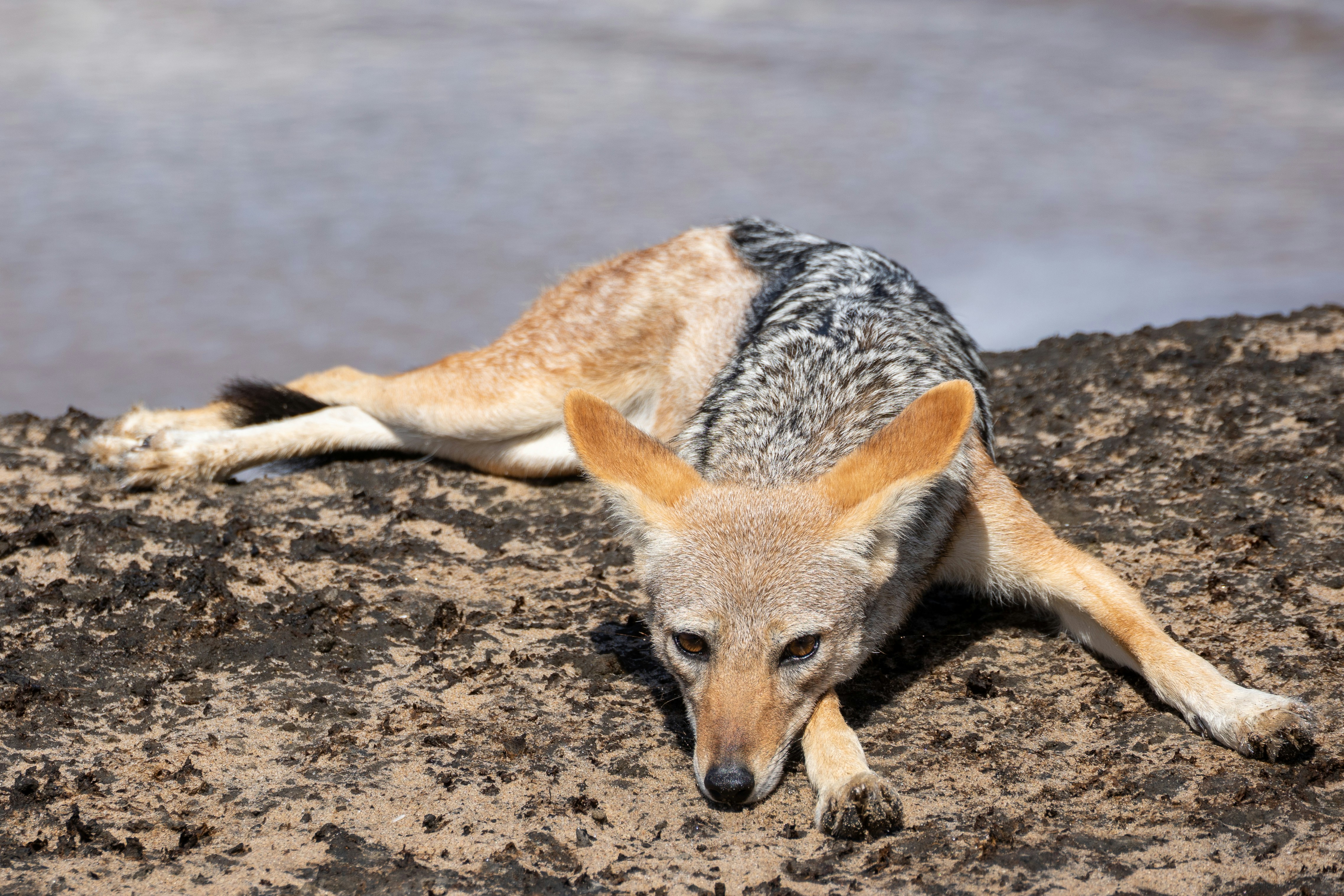Low-Cedared Rest: A Deserted Moment of a Crouched Dingo-like Canid