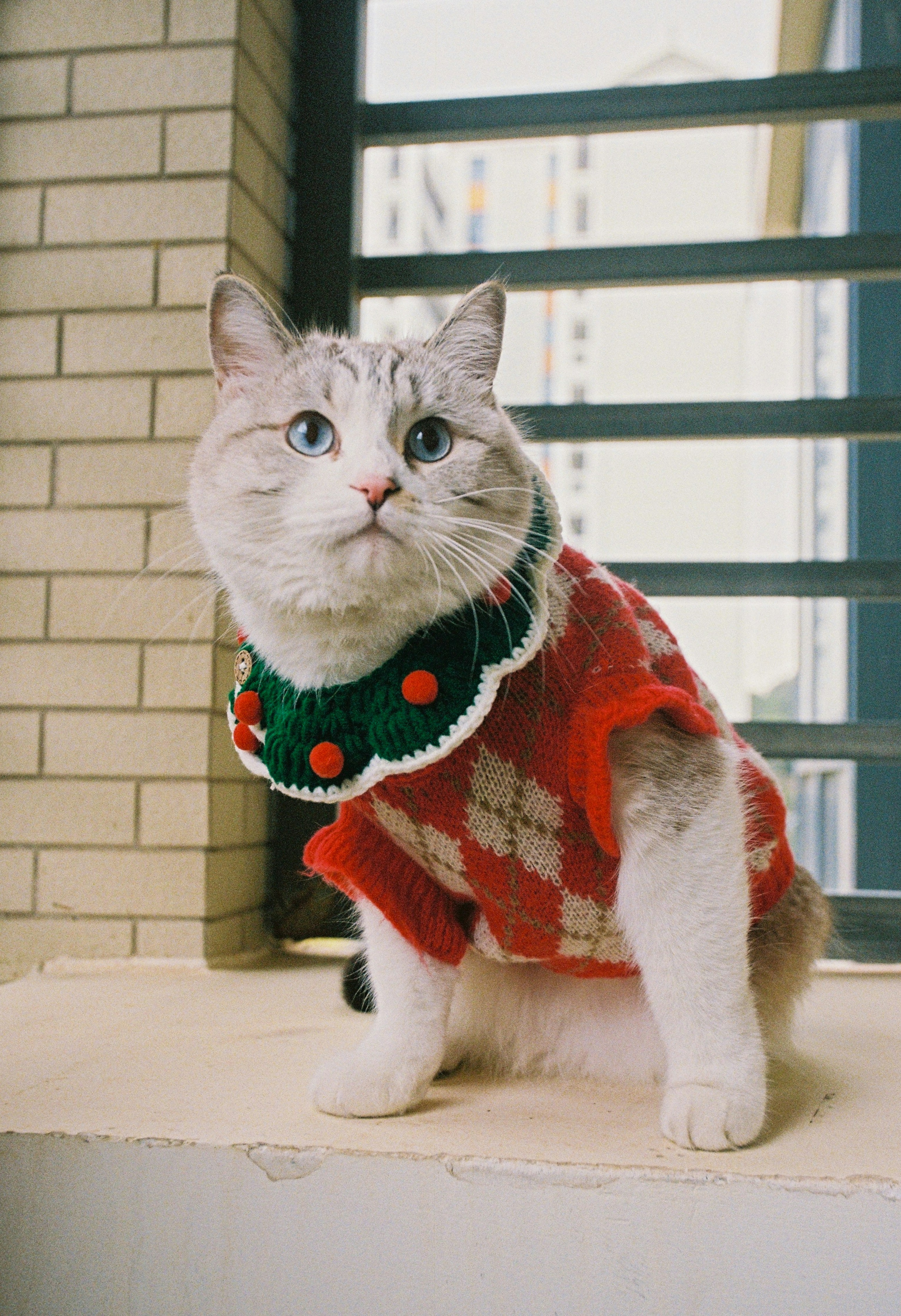 Cozy Confidence: A Graying Feline In Festive Knitwear Guards the Balcony