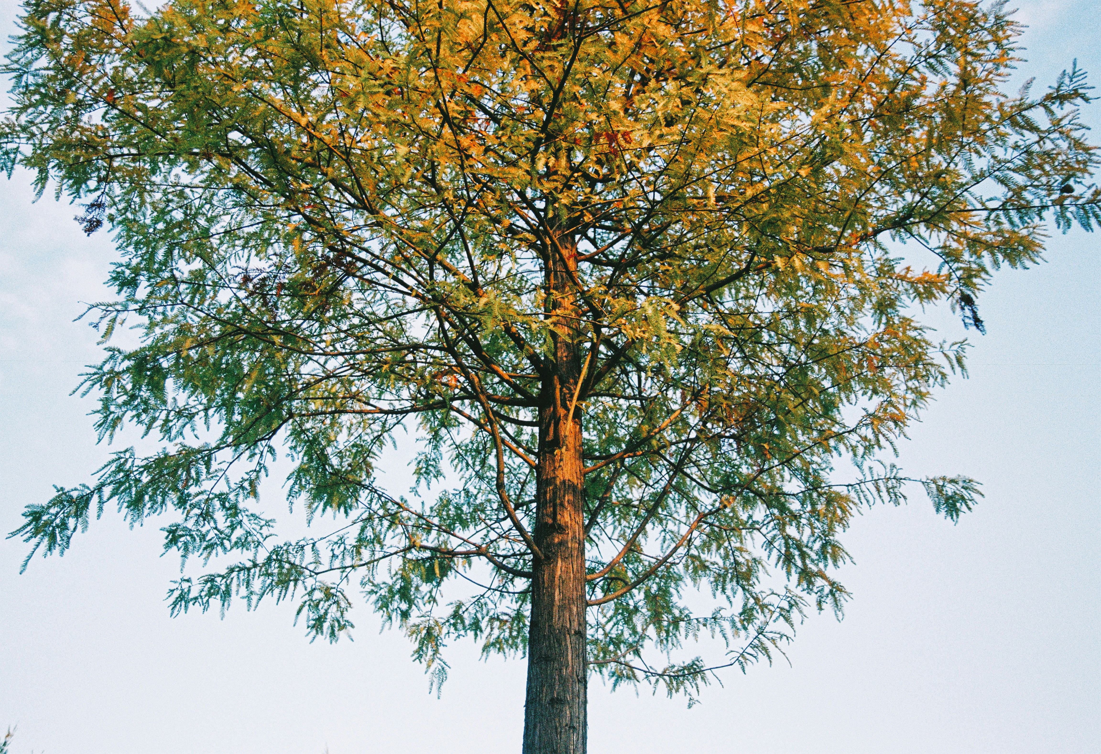 Graceful Cedar Crowned by Summer Light