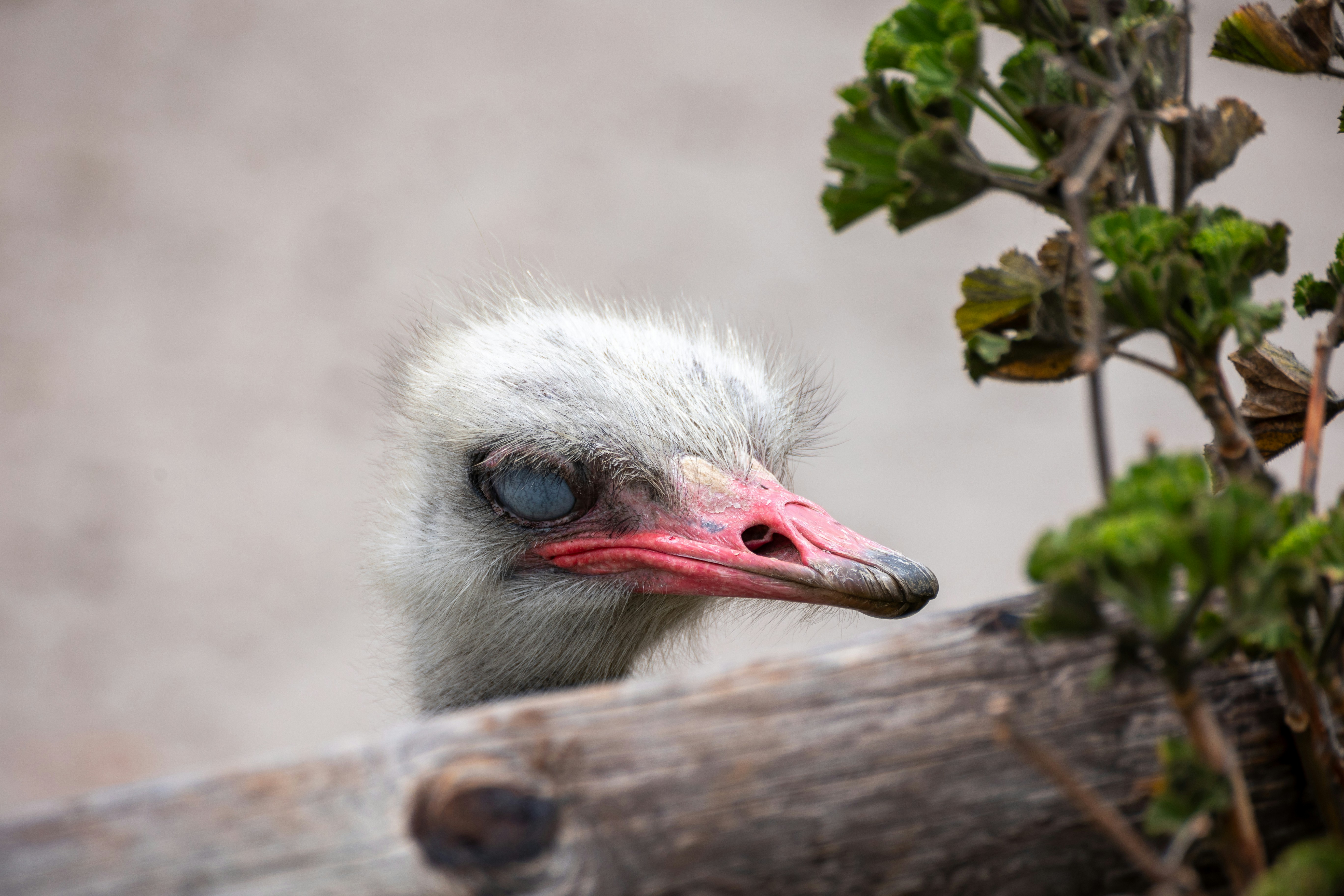 Peering Head Over a Log: A Curious Ostrich Chick Emerges
