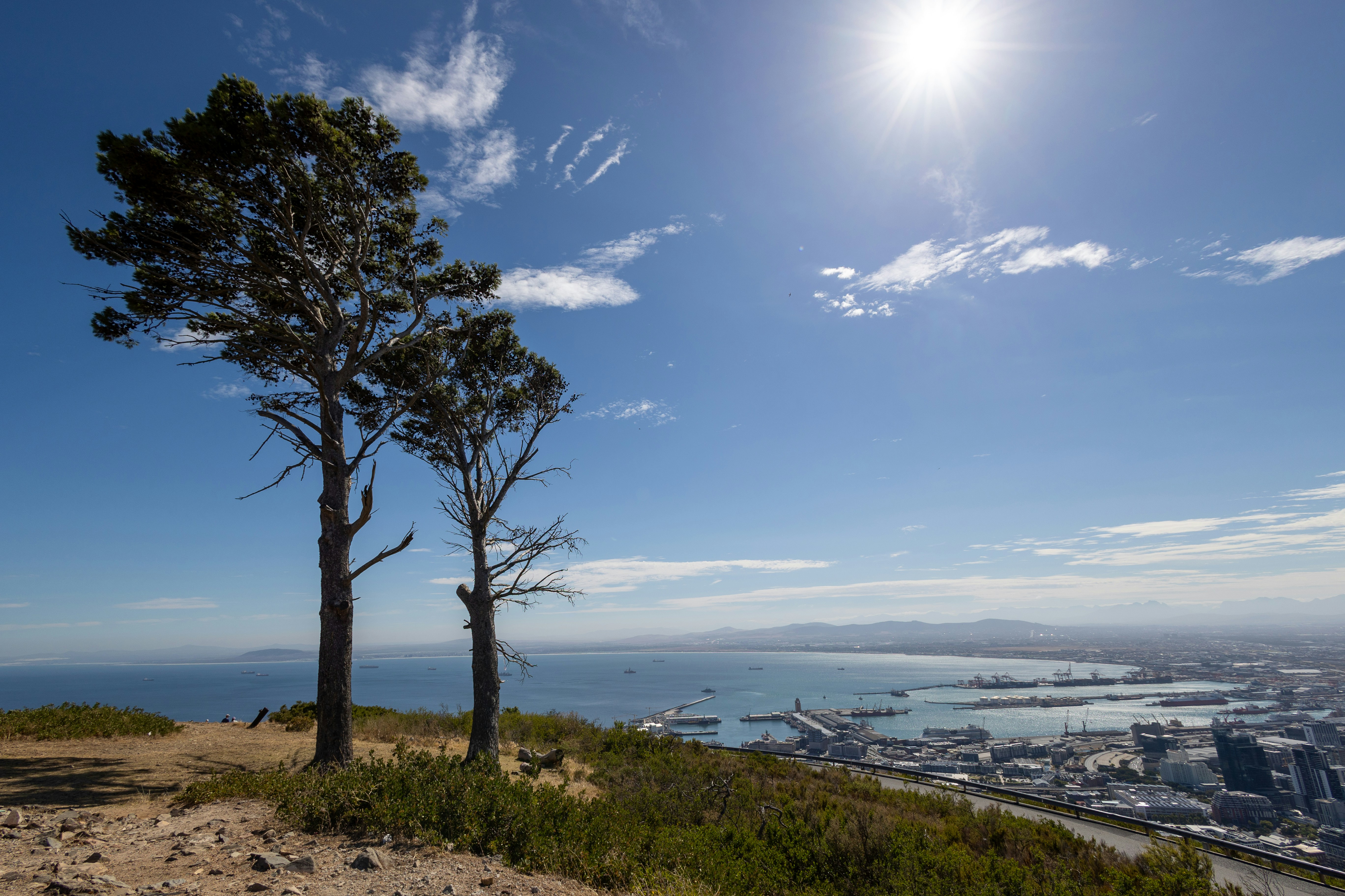 Two Pines Overlooking a Sunlit Bay
