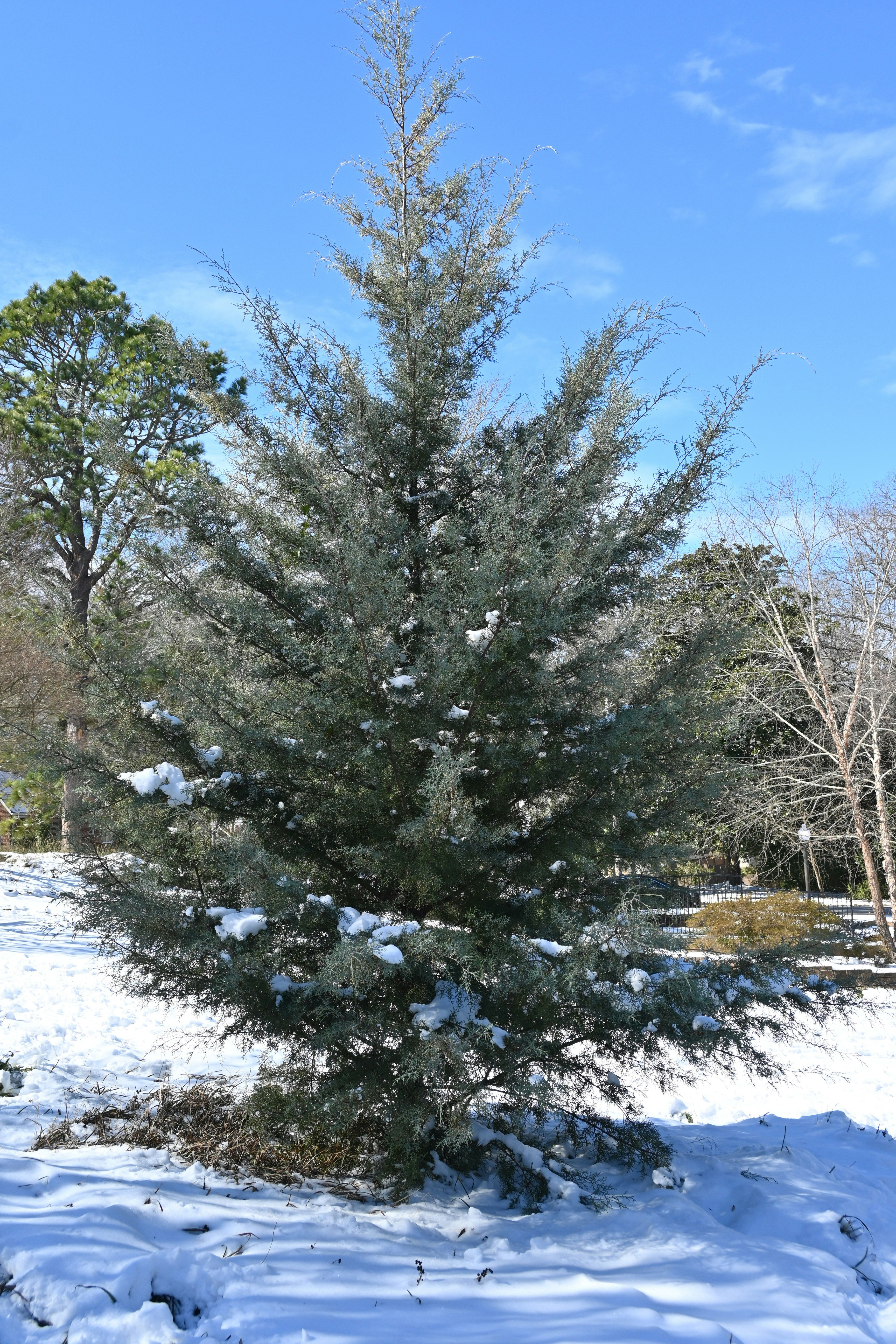 Snow-Kissed conifer in a sunlit winter clearing