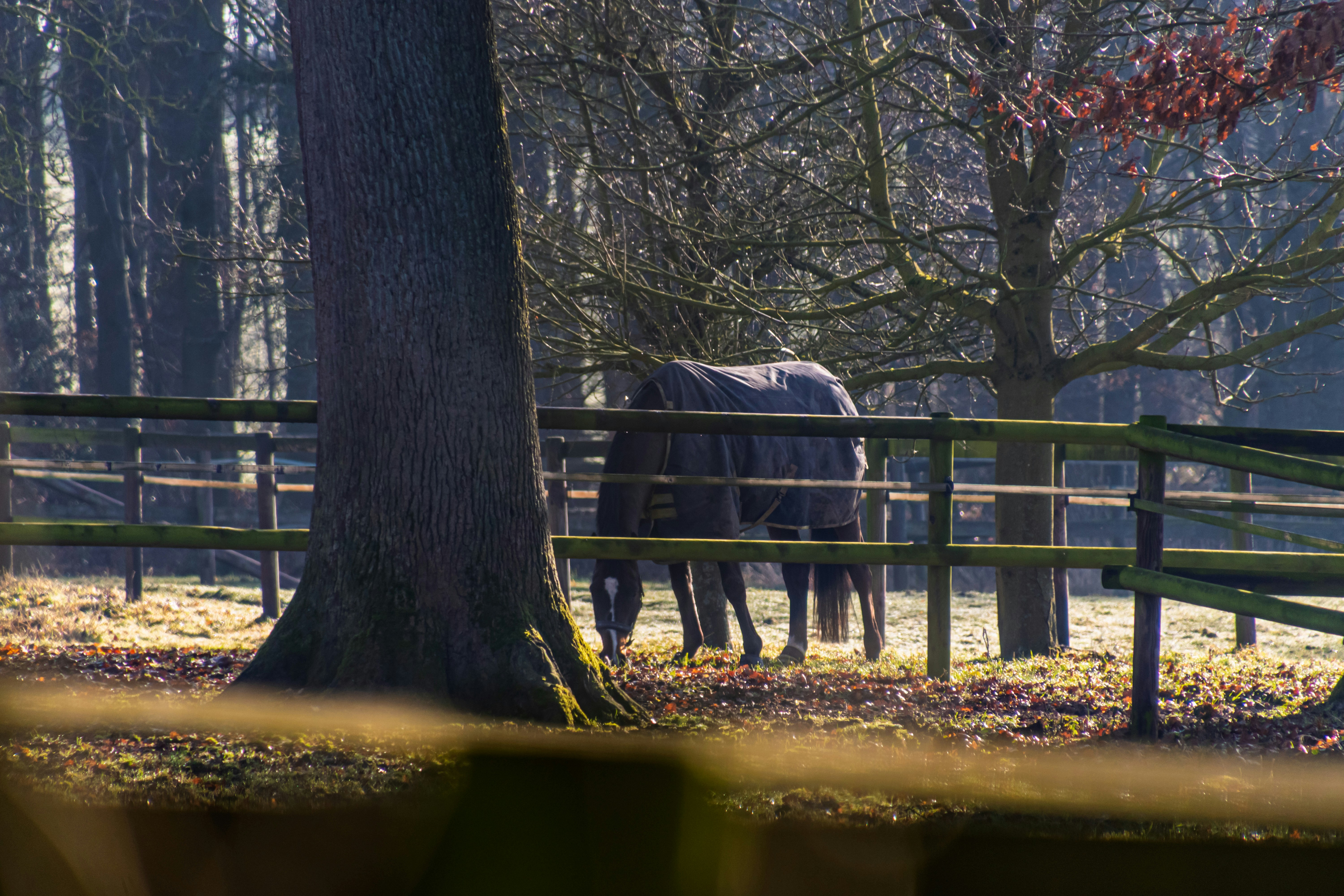 Horse Behind a Fence in a Quiet Park