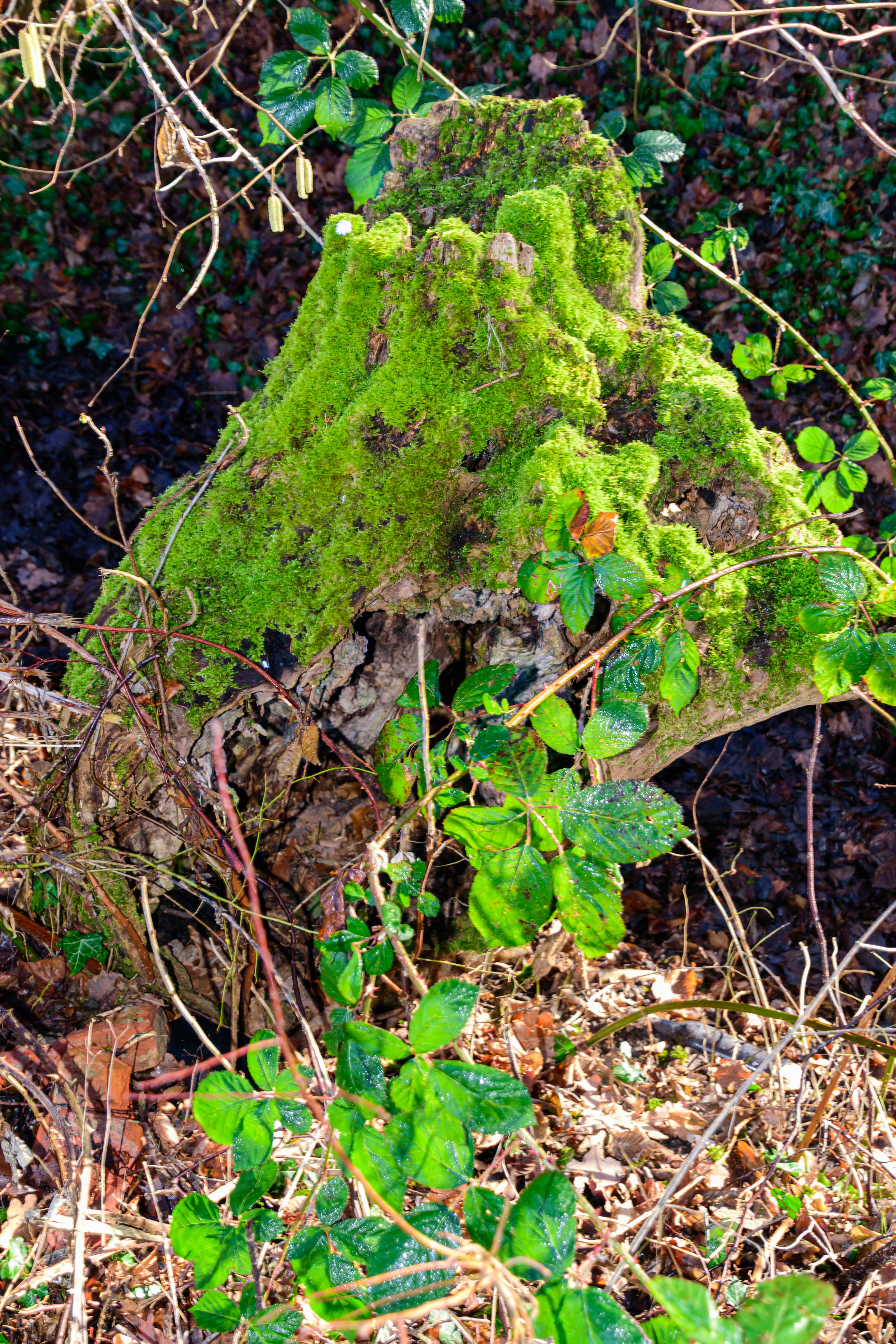 Moss-Capped Remnant: A Quiet Boundary Between Decay and Green Life
