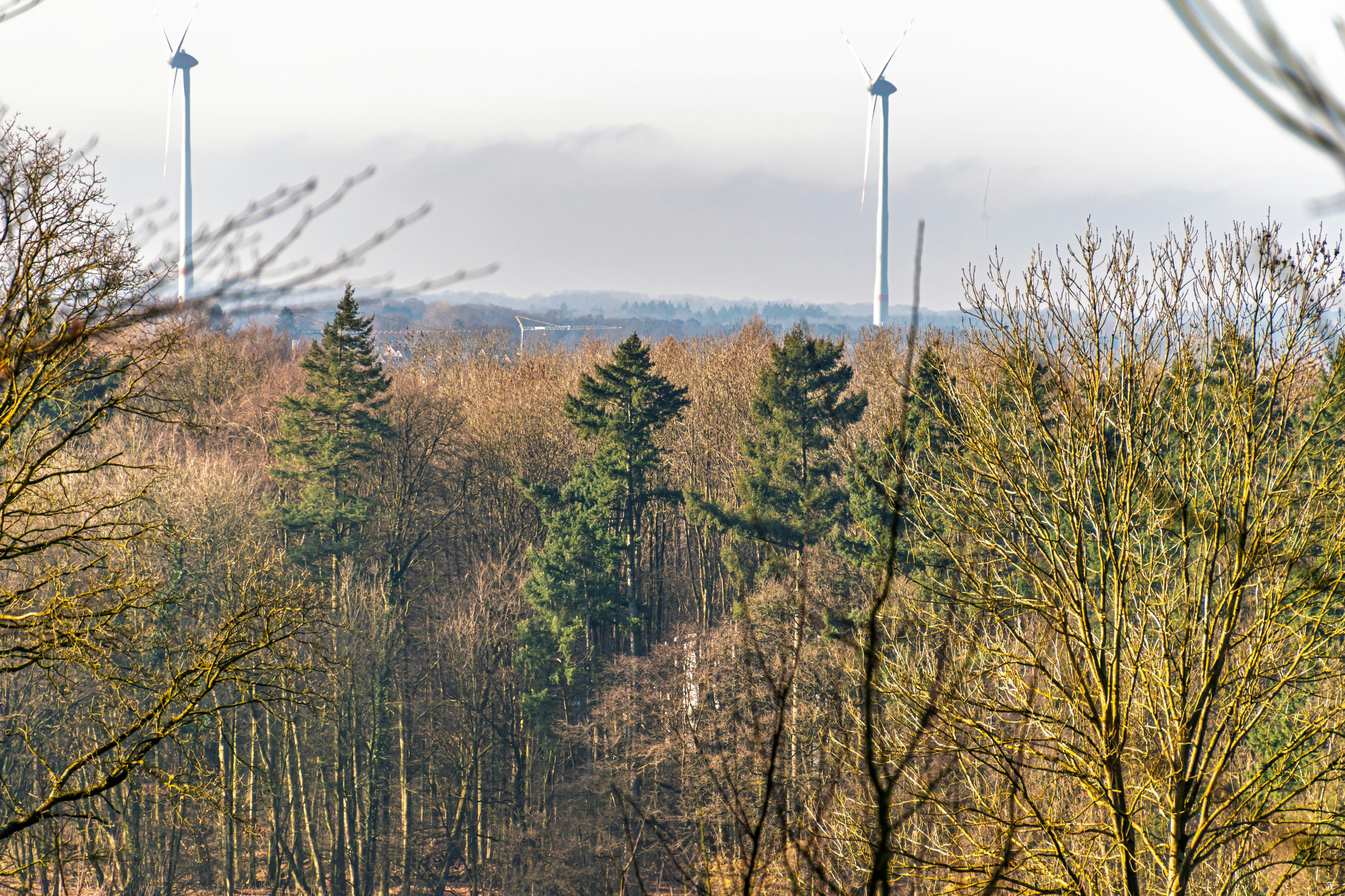 Wind Turbines on the Edge of a Sunlit Forest