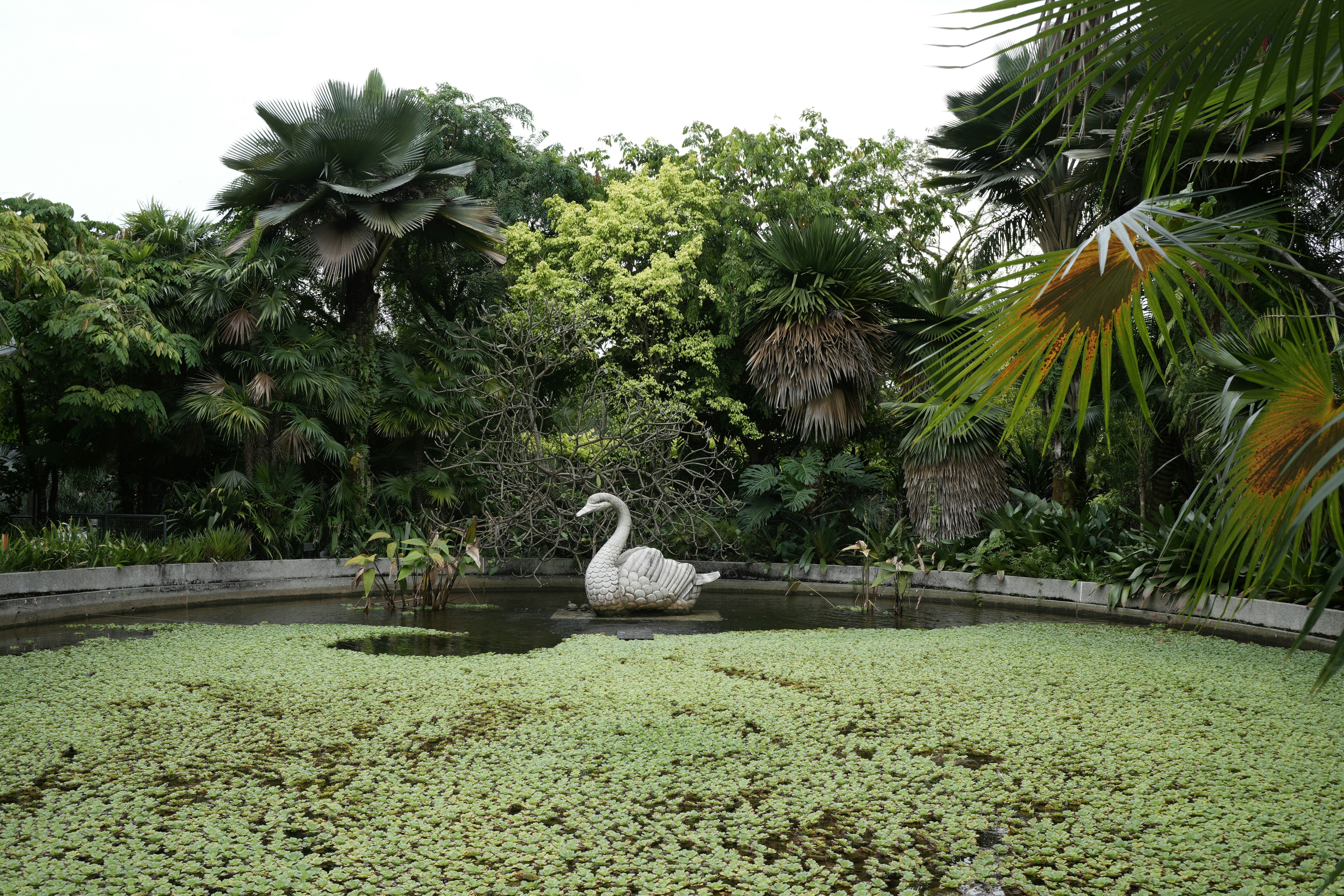 Floating Swan Over a Pond of Green Veil
