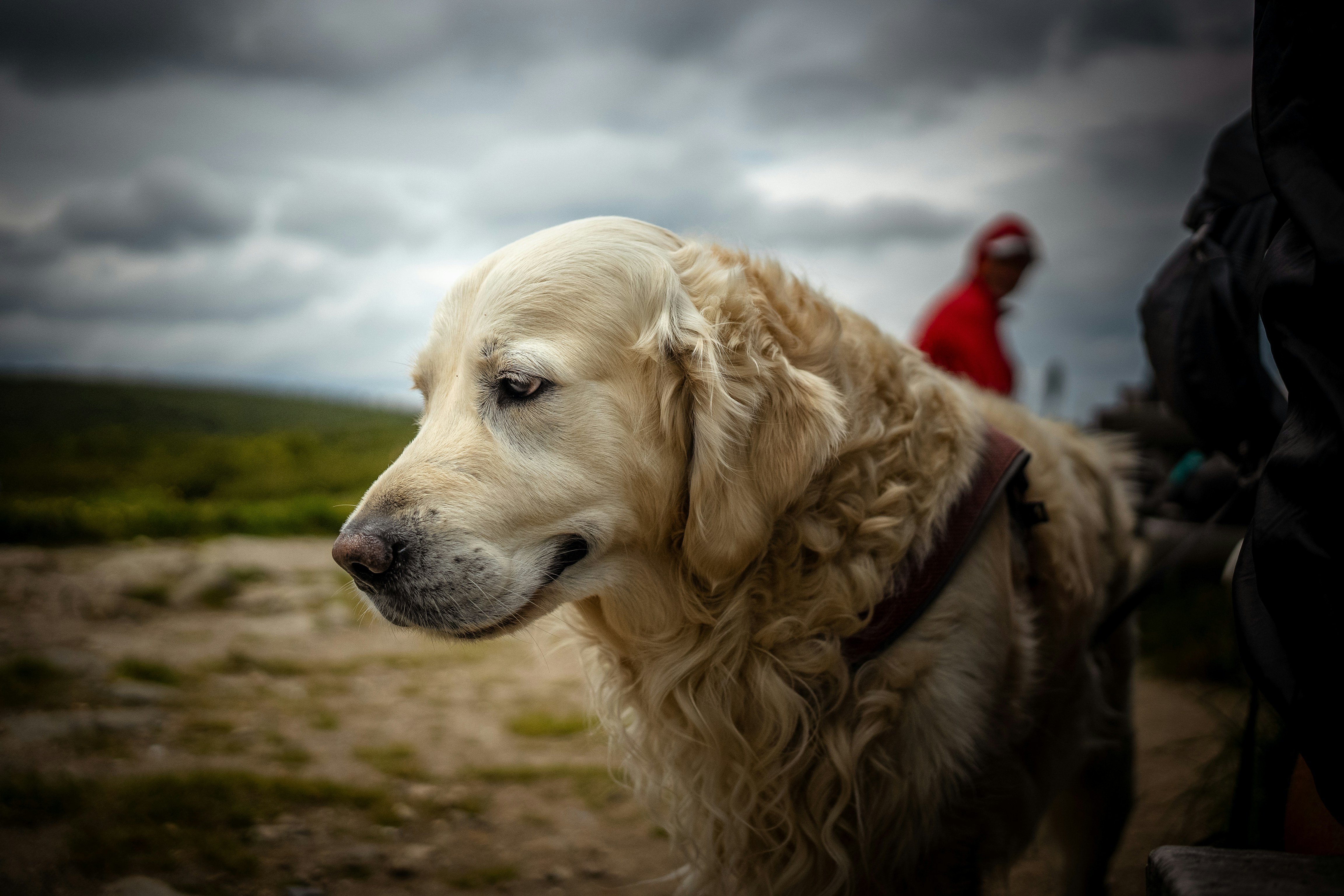 Golden Retriever in Coastal Mist