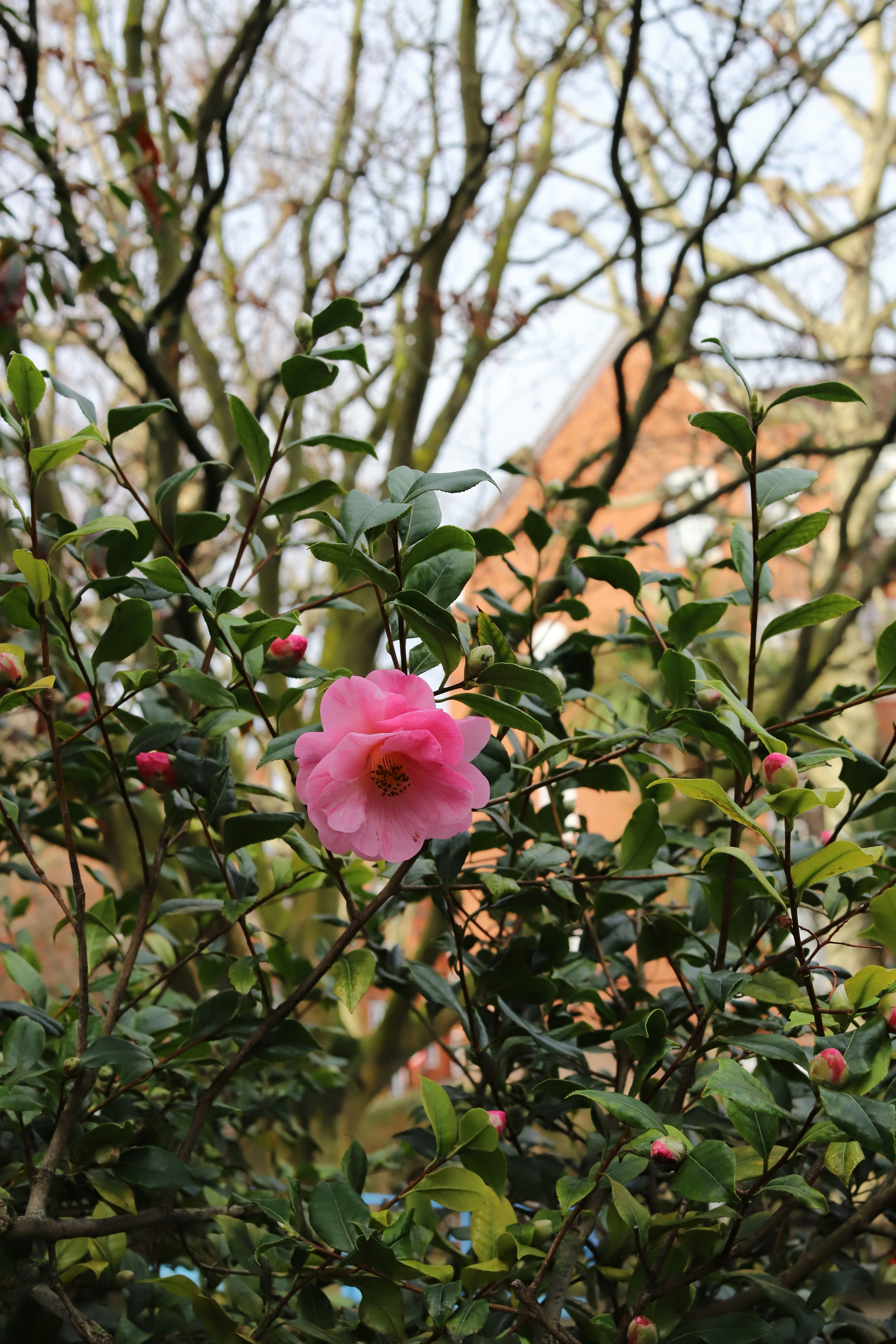 Pink Camellia Among Verdant Arches