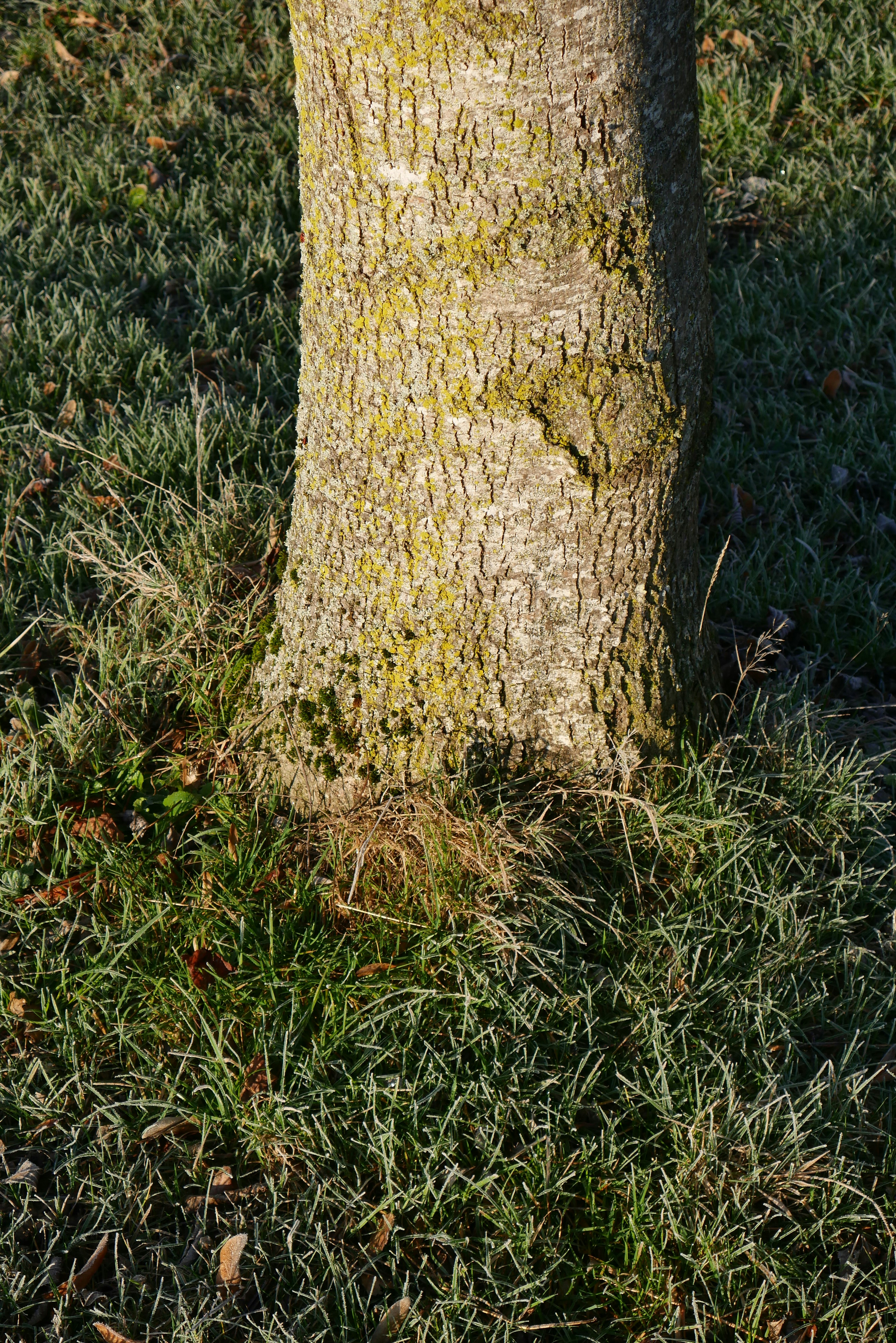 Tree Trunk in Morning Light: Moss and Bark Texture Close‑Up