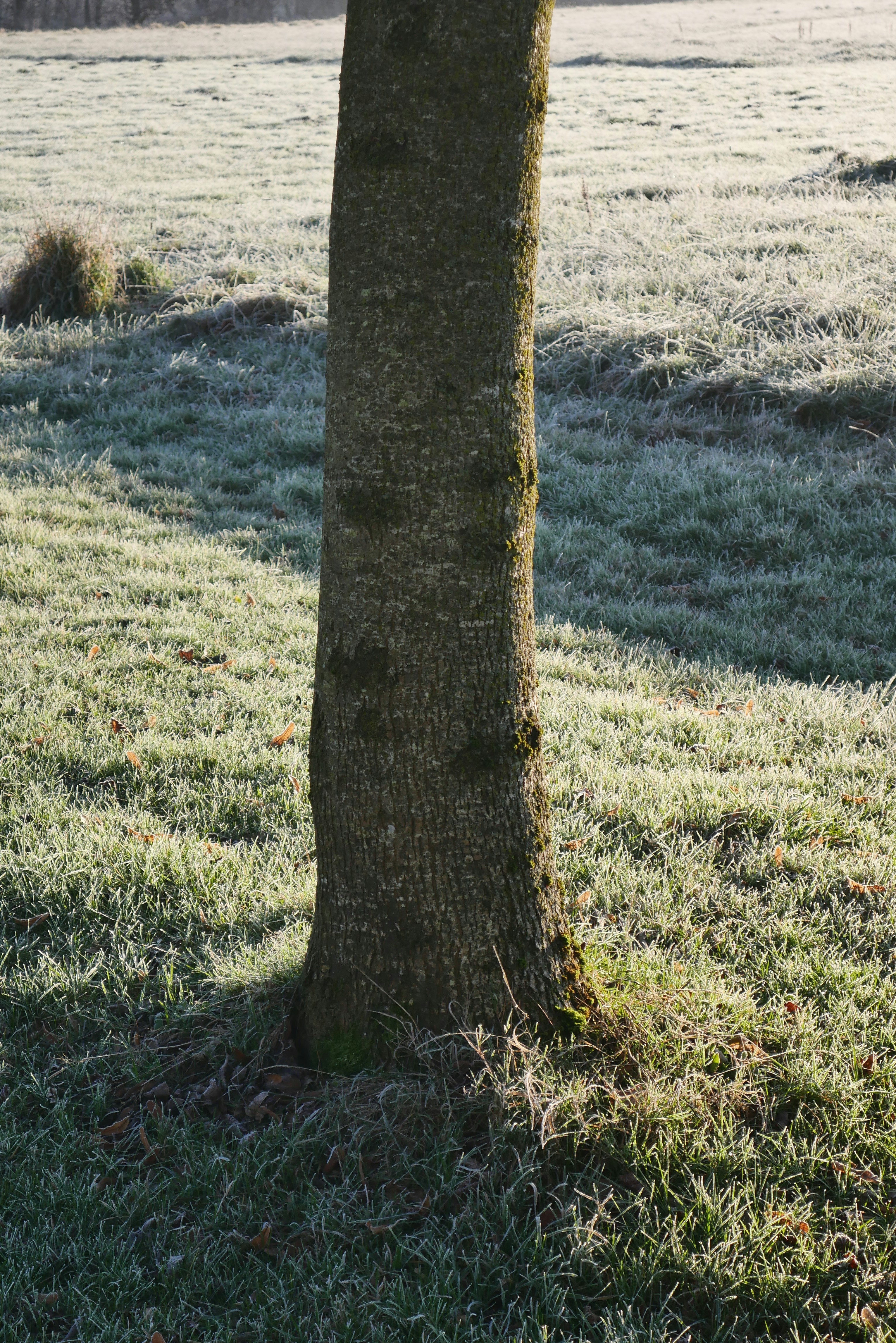 A Frosted Morning Trunk in a Quiet Field