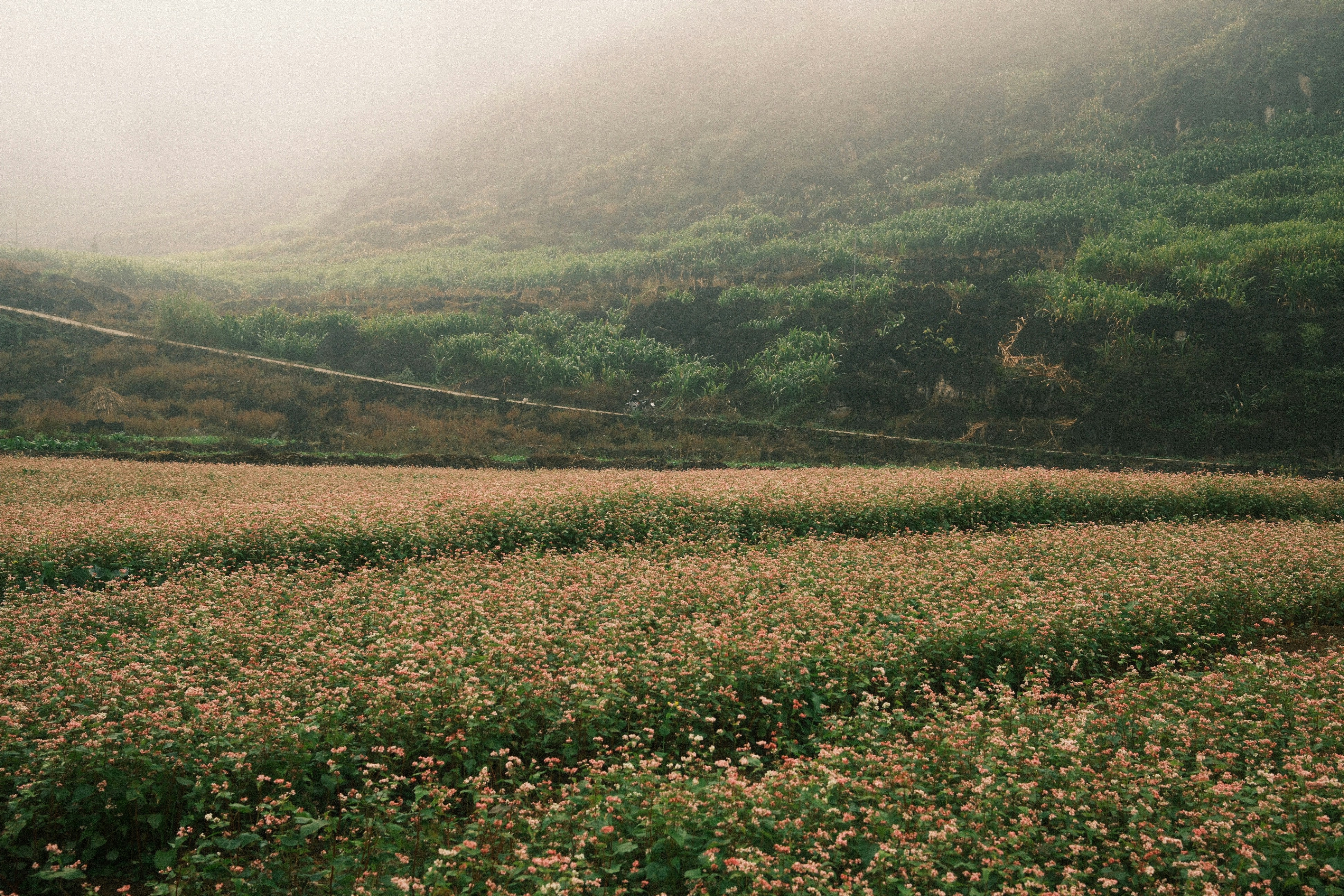 Misty hillside over a blooming field