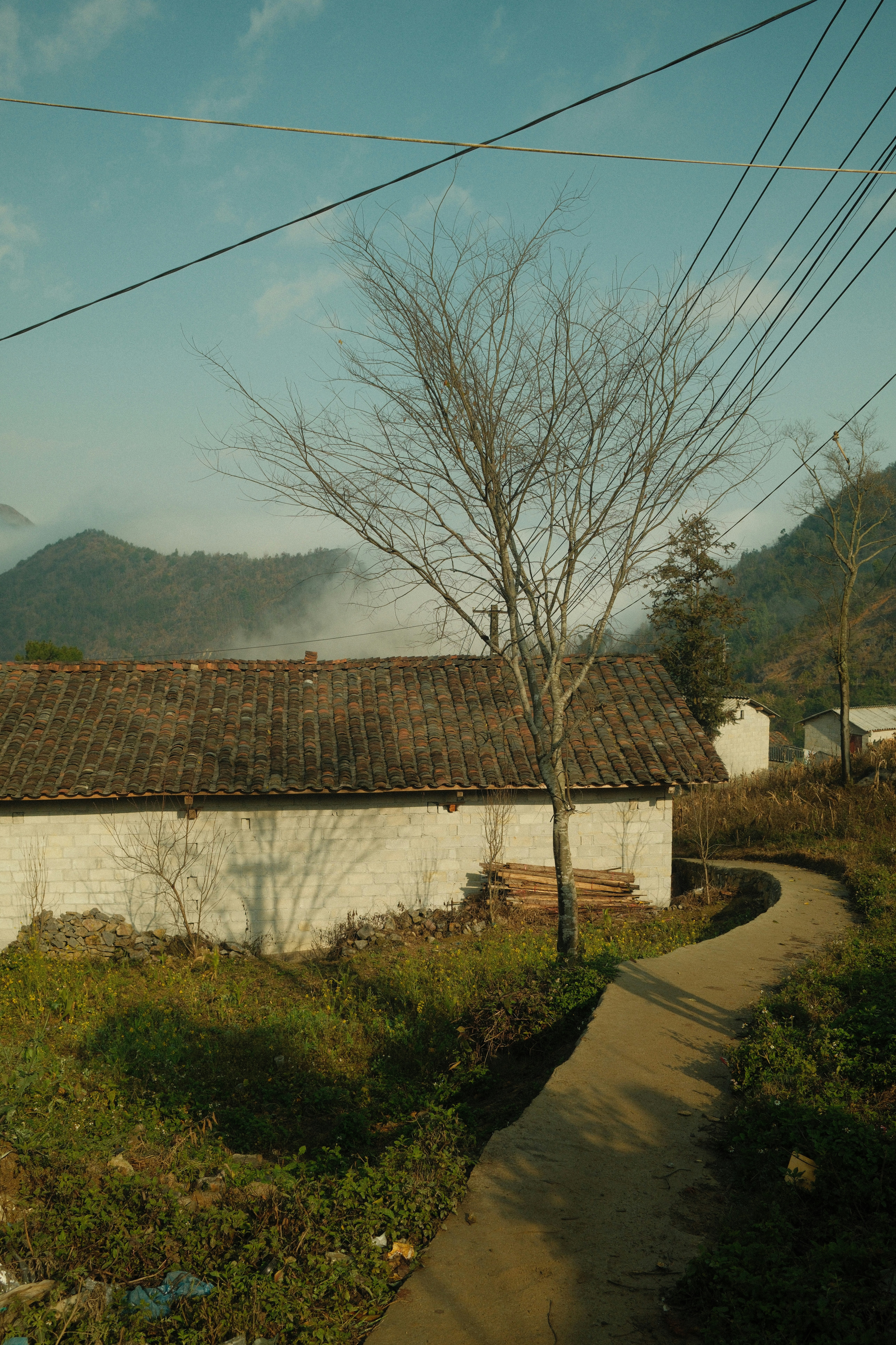 Path Through a Quiet Village Orchard