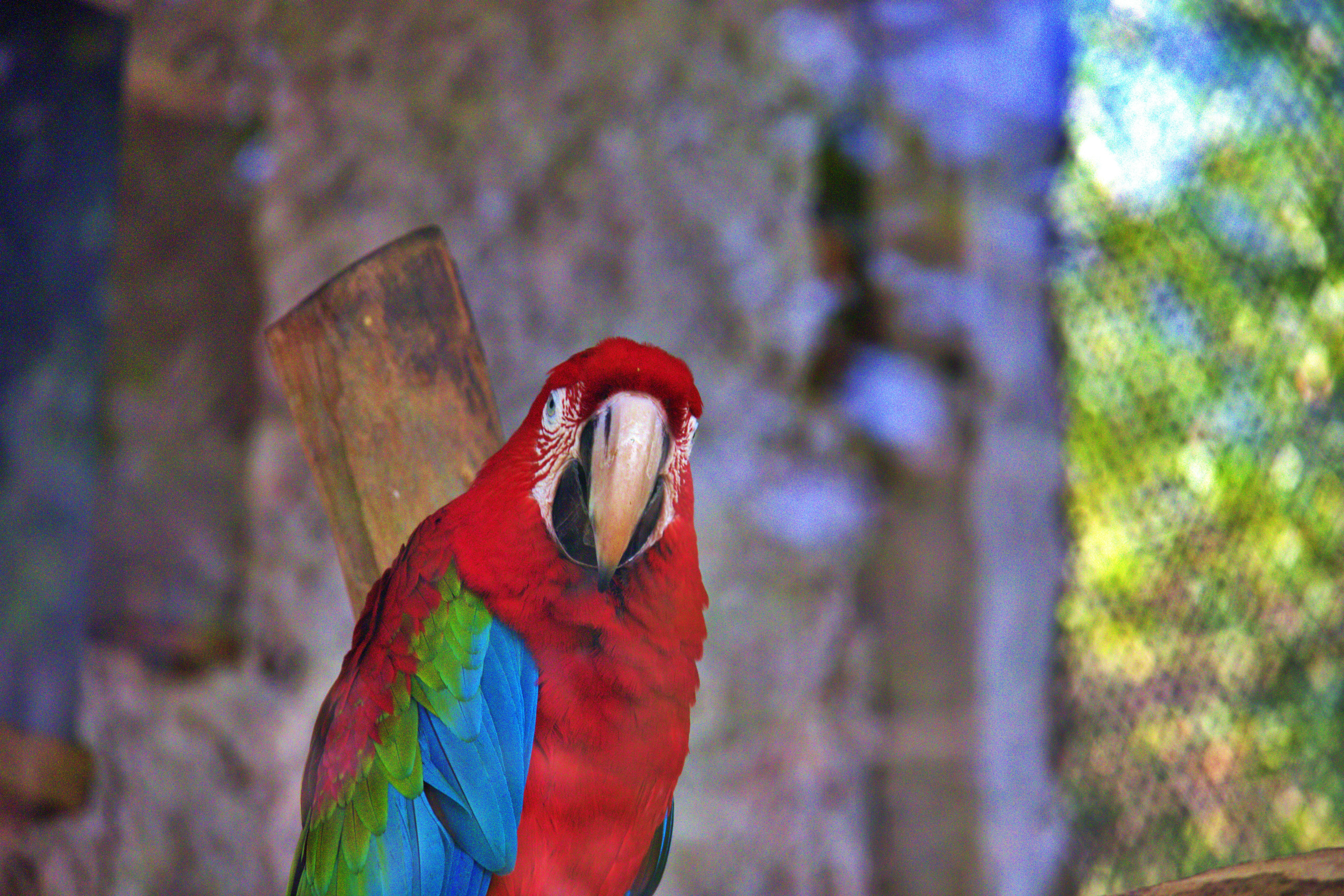 Red-Flight Parrot Perched with Colorful Confidence