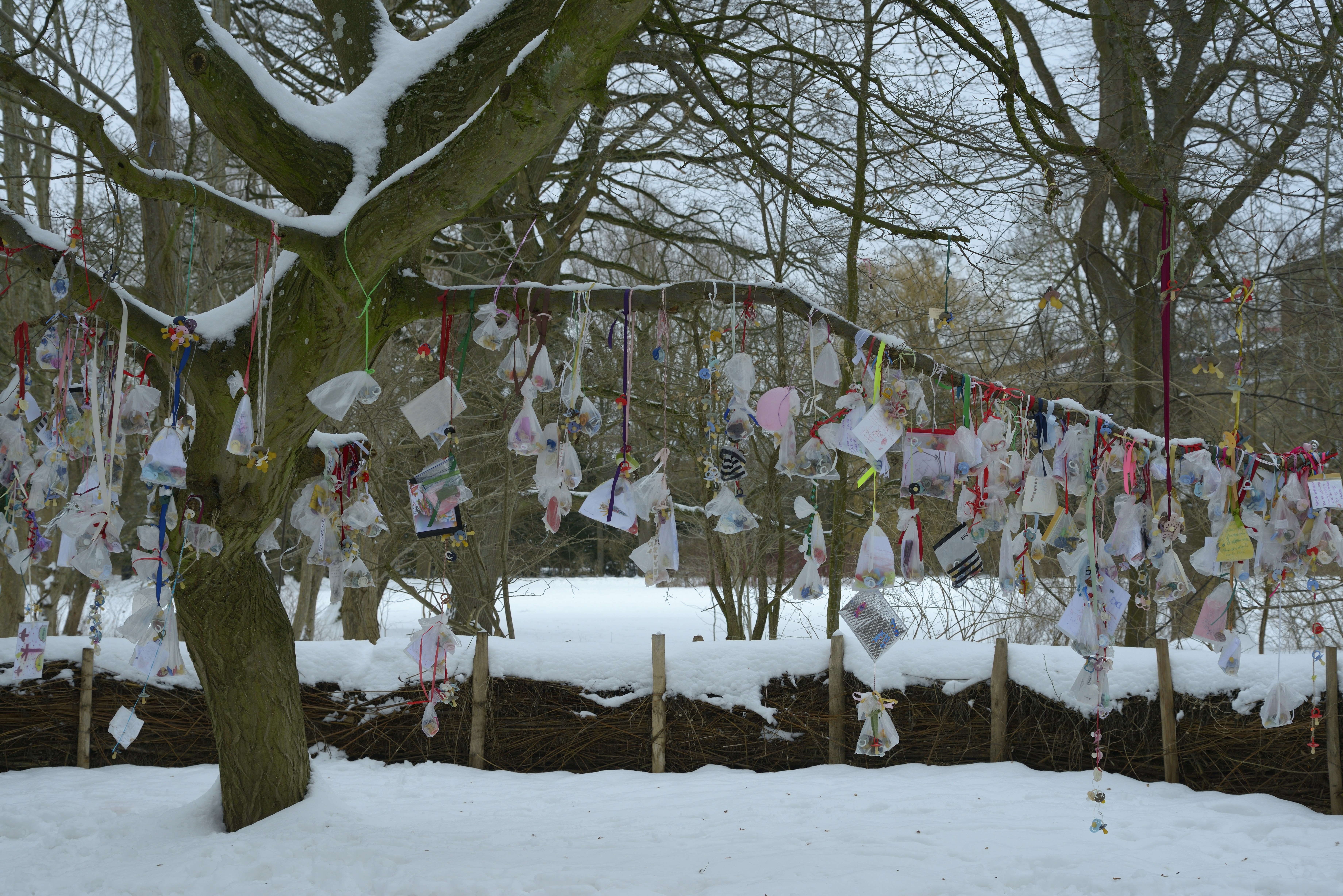 Strings of Wishes Between Snow and Branches