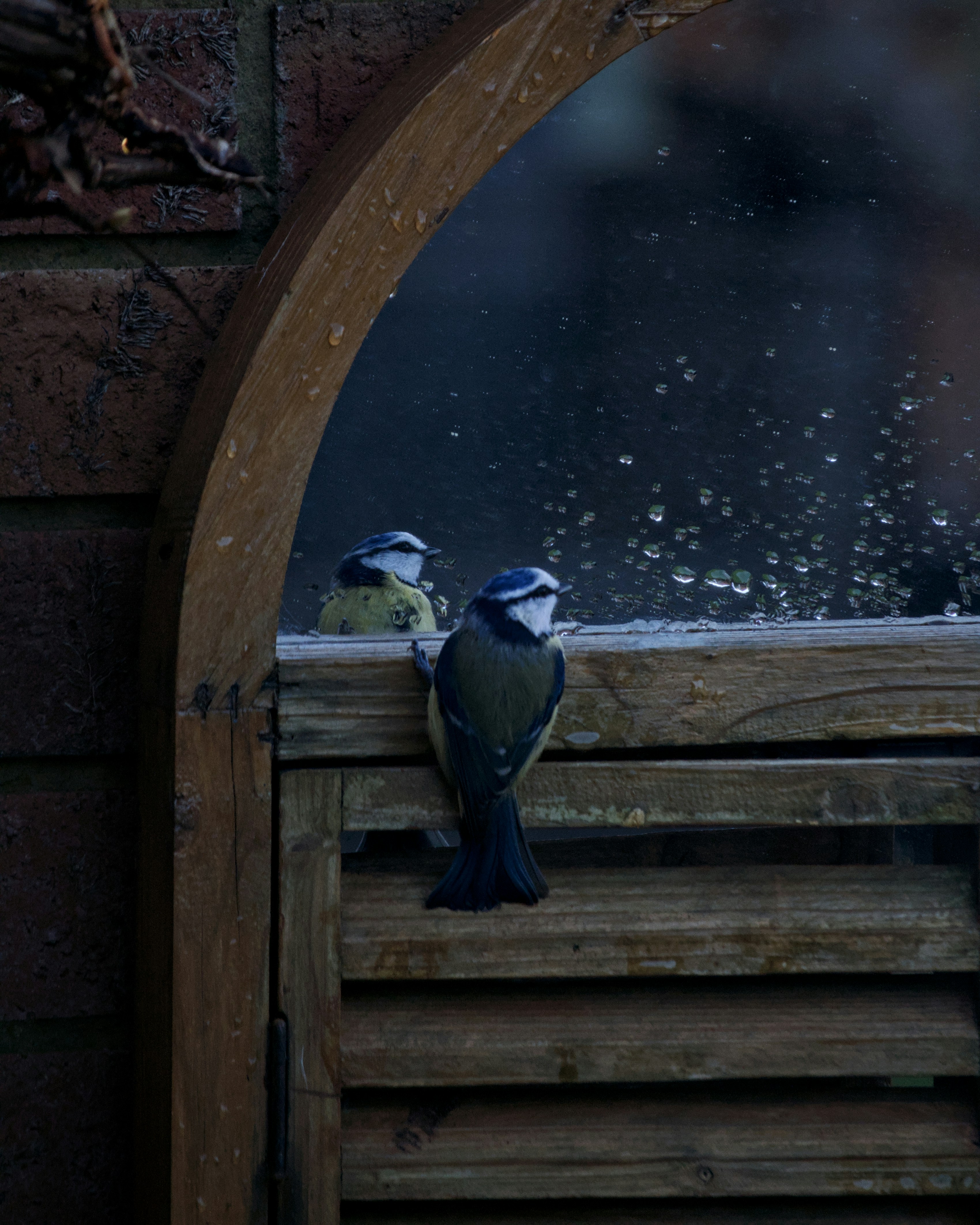 Blue‑and‑white Kingfishers at a Rain‑Dusted Window