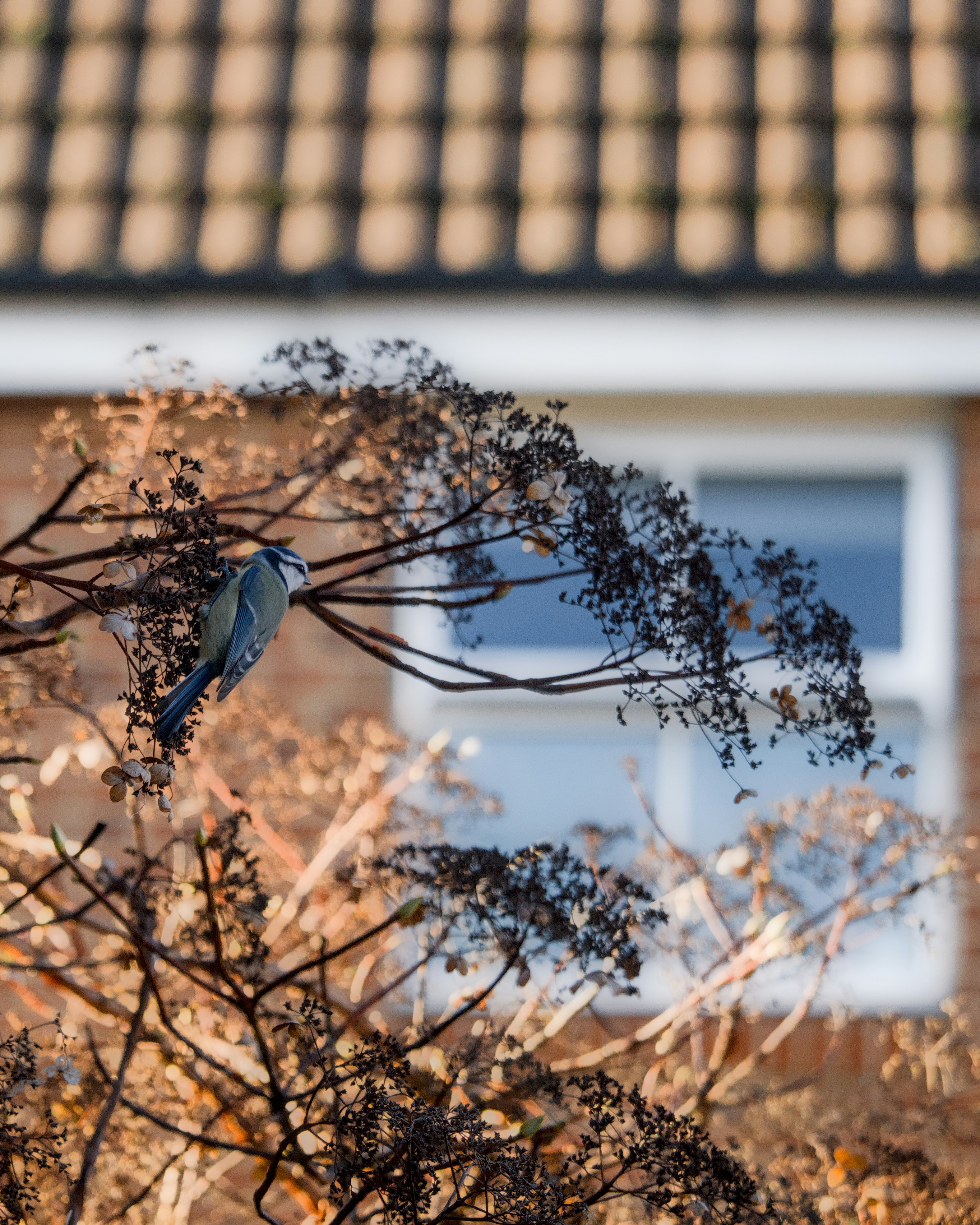 Blue Bird on Dried Branches Against a Quiet Urban Backdrop