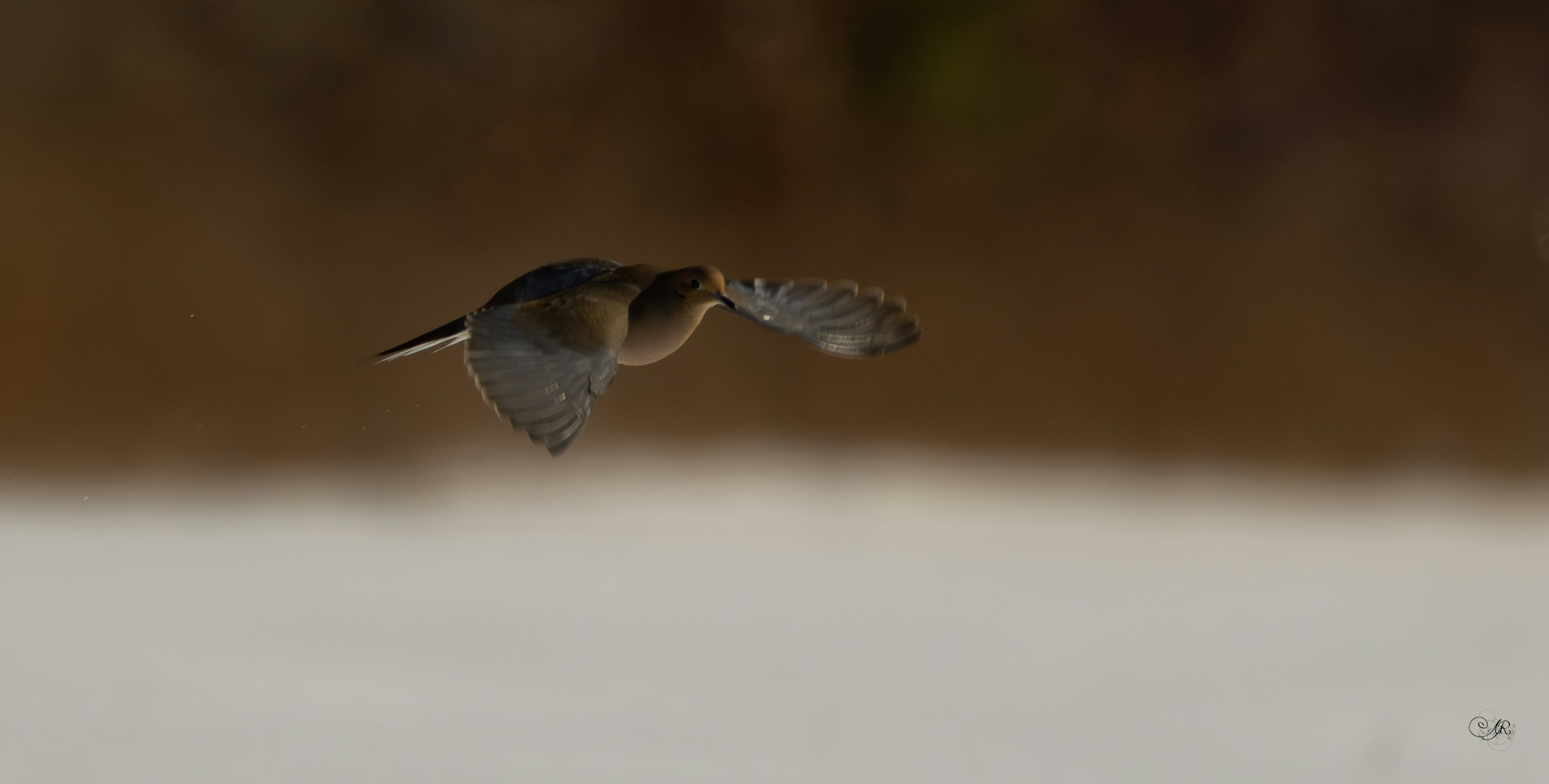 Midair Glide: A Brownish Inhabitant in Focus