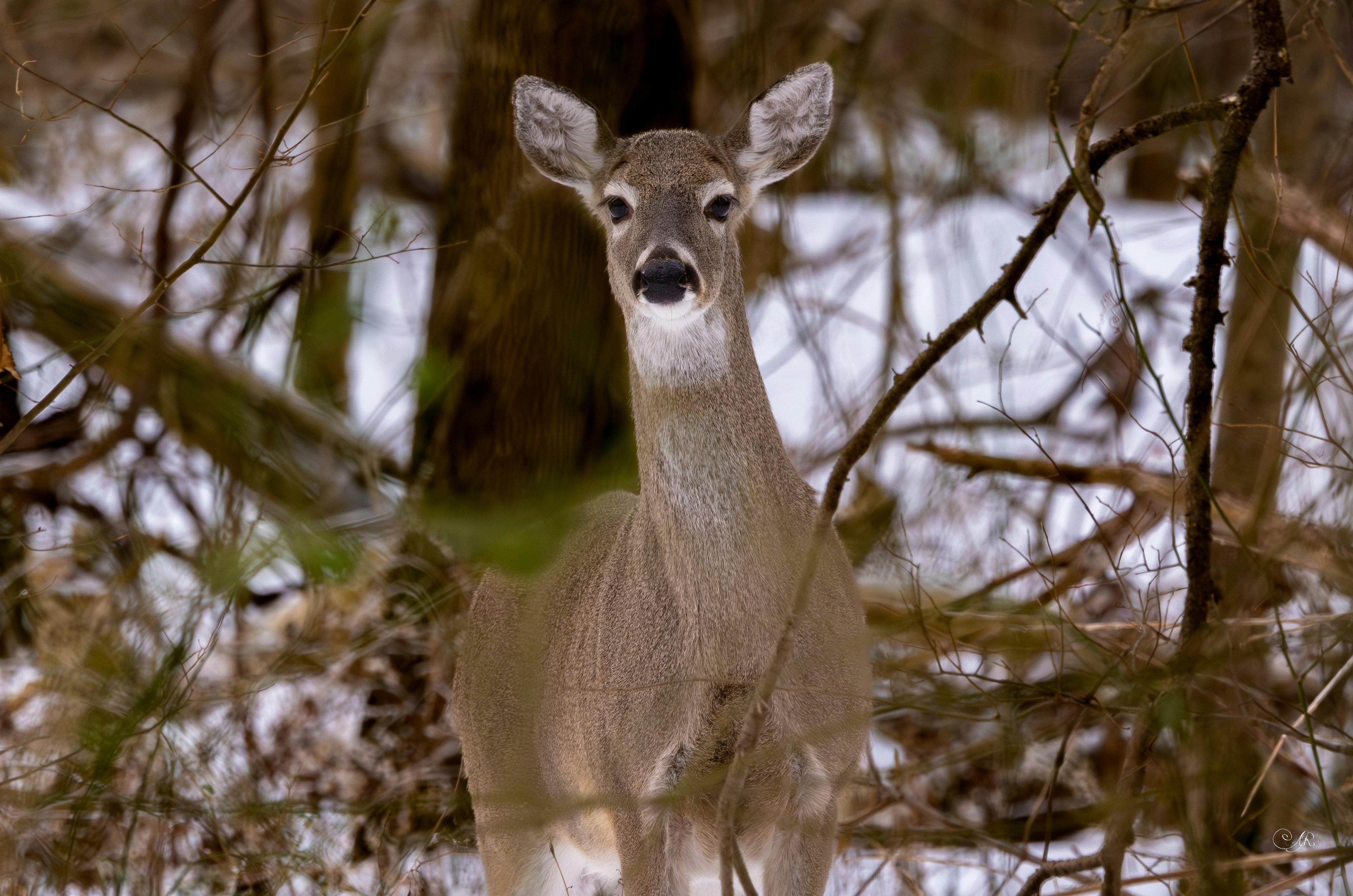 Winter Visitor: A Doe Stares Down the Quiet Forest