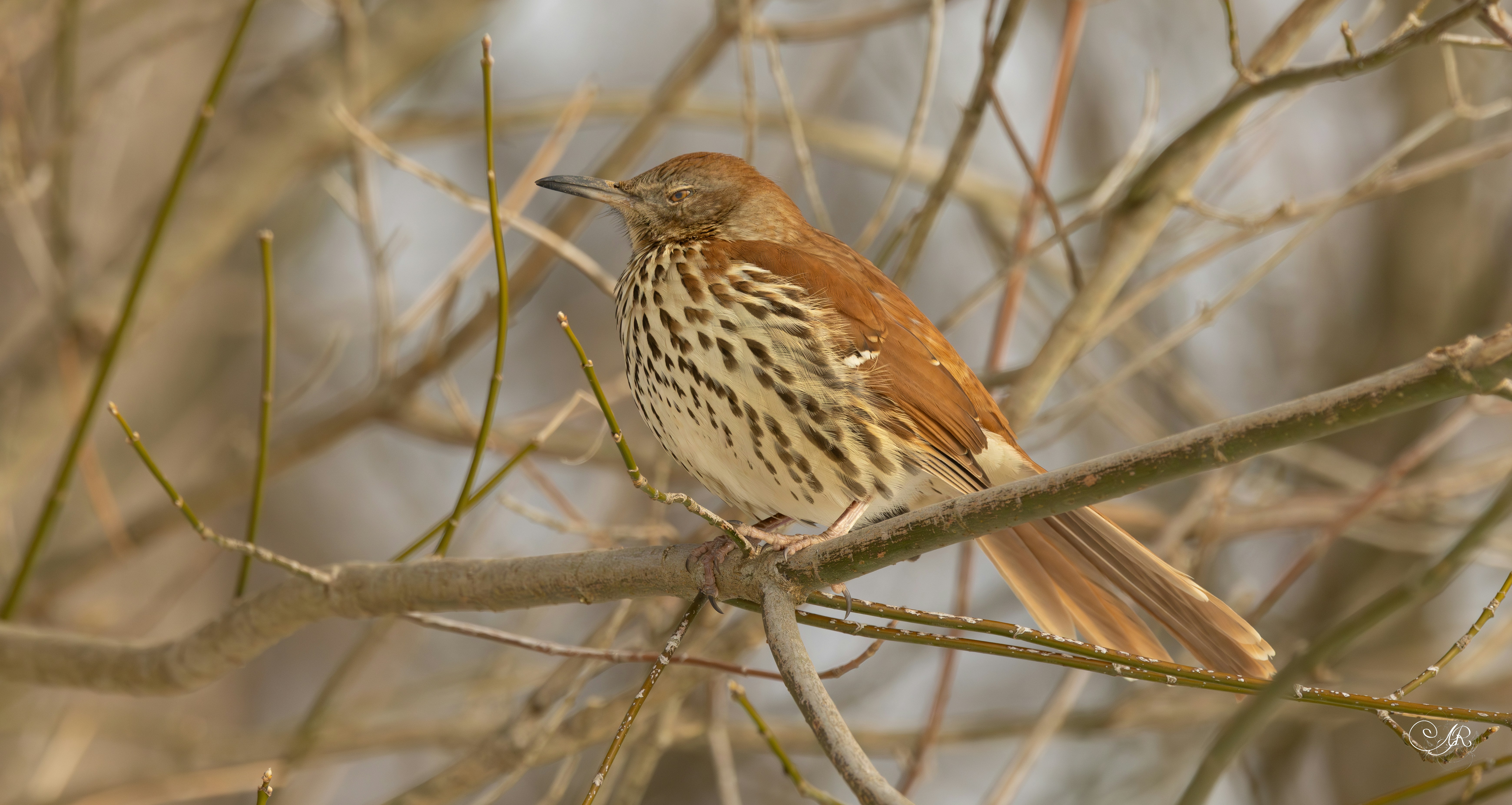 Brown Song Thrush Perched on a Winter Branch