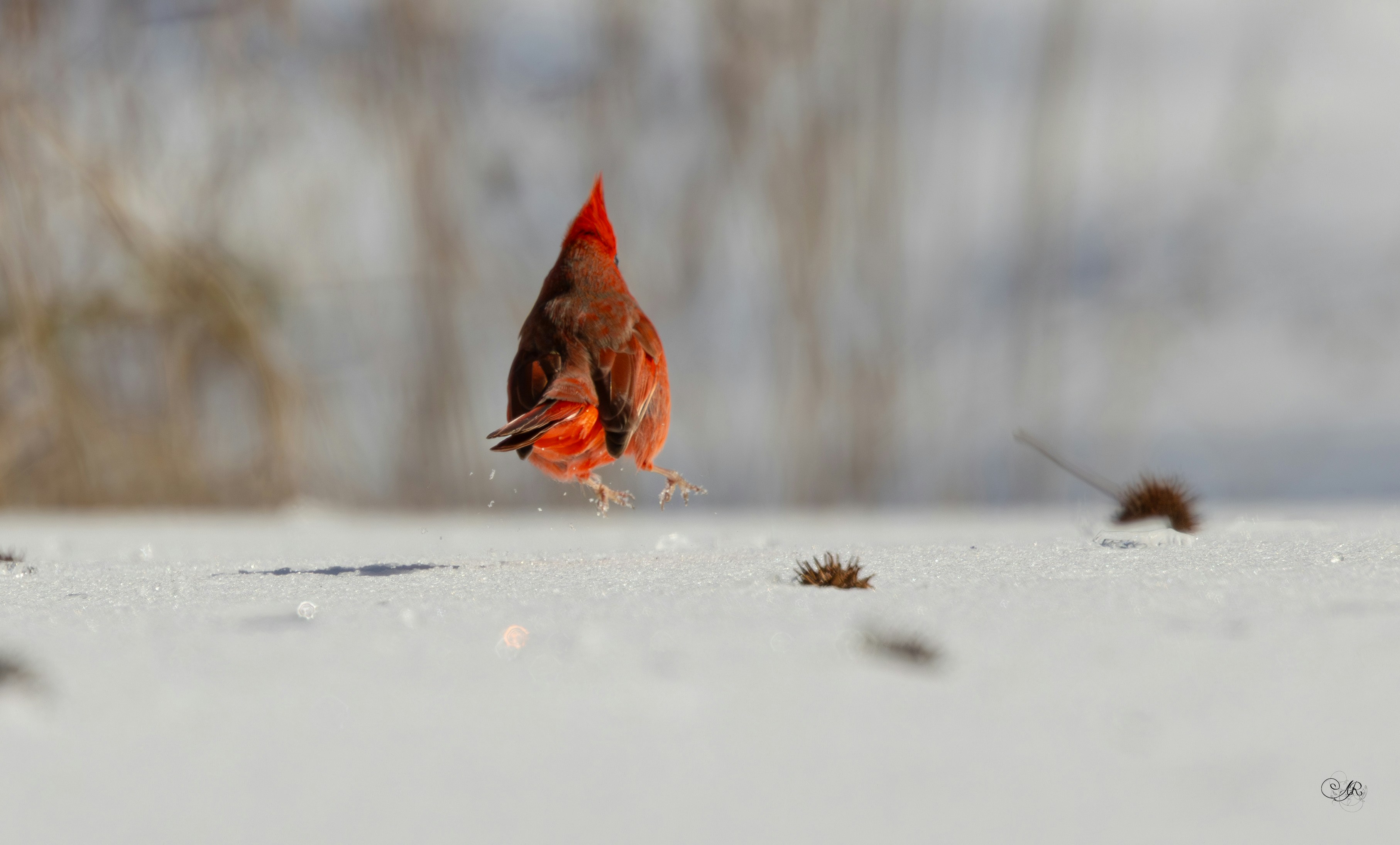 Red Cardinal in a Snowfield Leap
