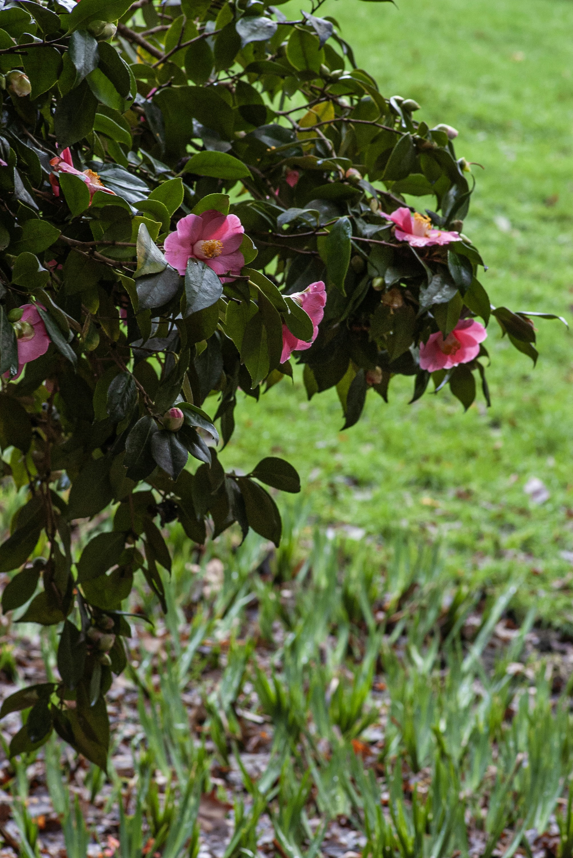 Pink Camellia Bloom Framing the Green Lawn