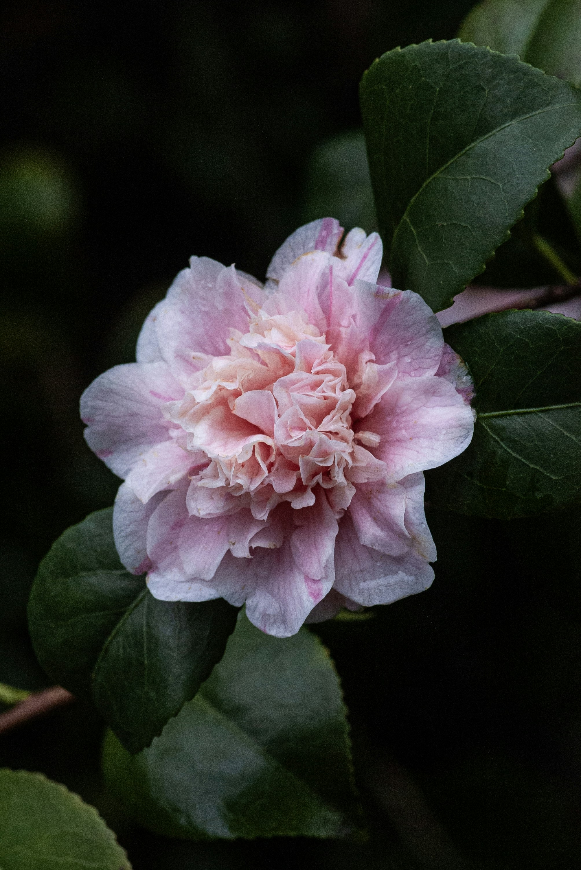 Soft-pink Camellia in Gentle Backdrop of Dark Foliage
