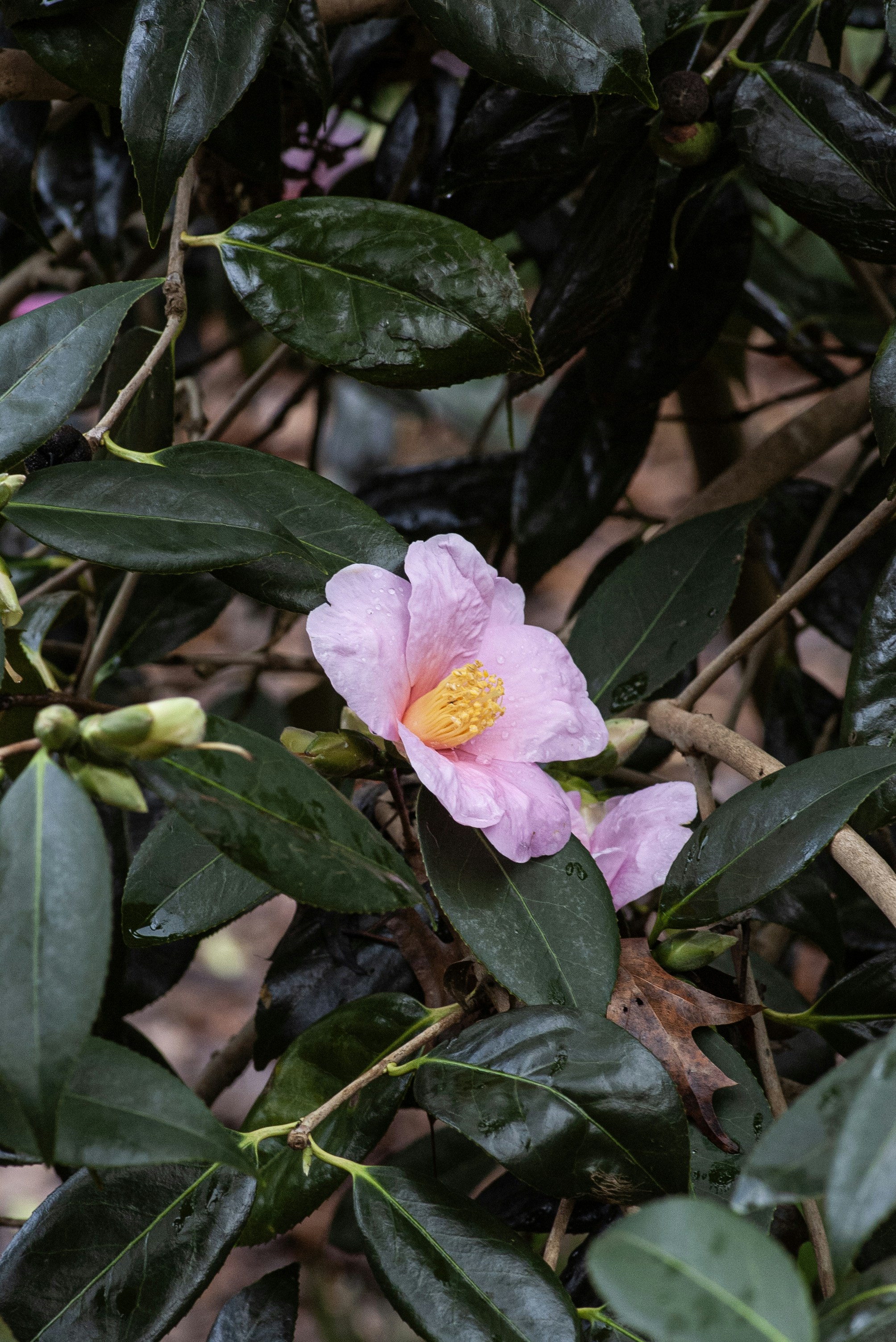 Pink camellia bloom amid glossy green leaves