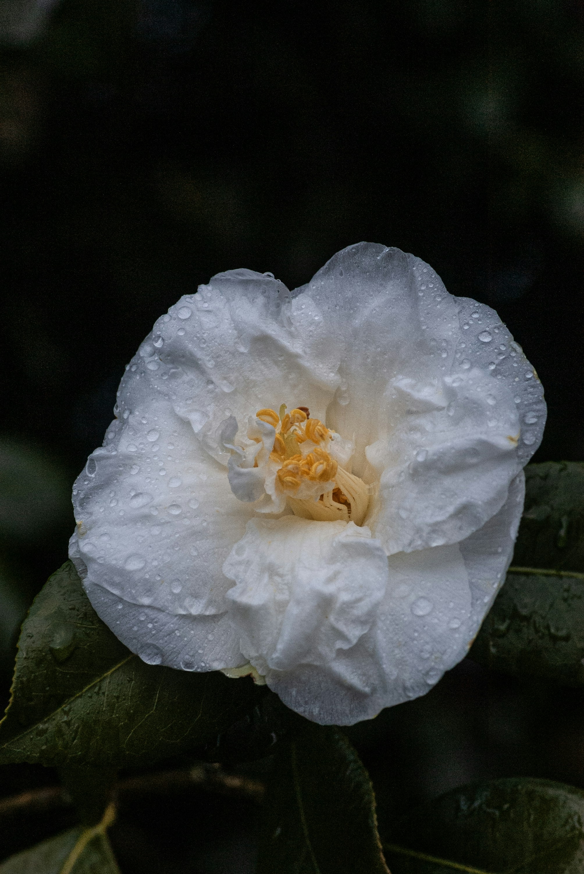 White Camellia in Dew-Kissed Night