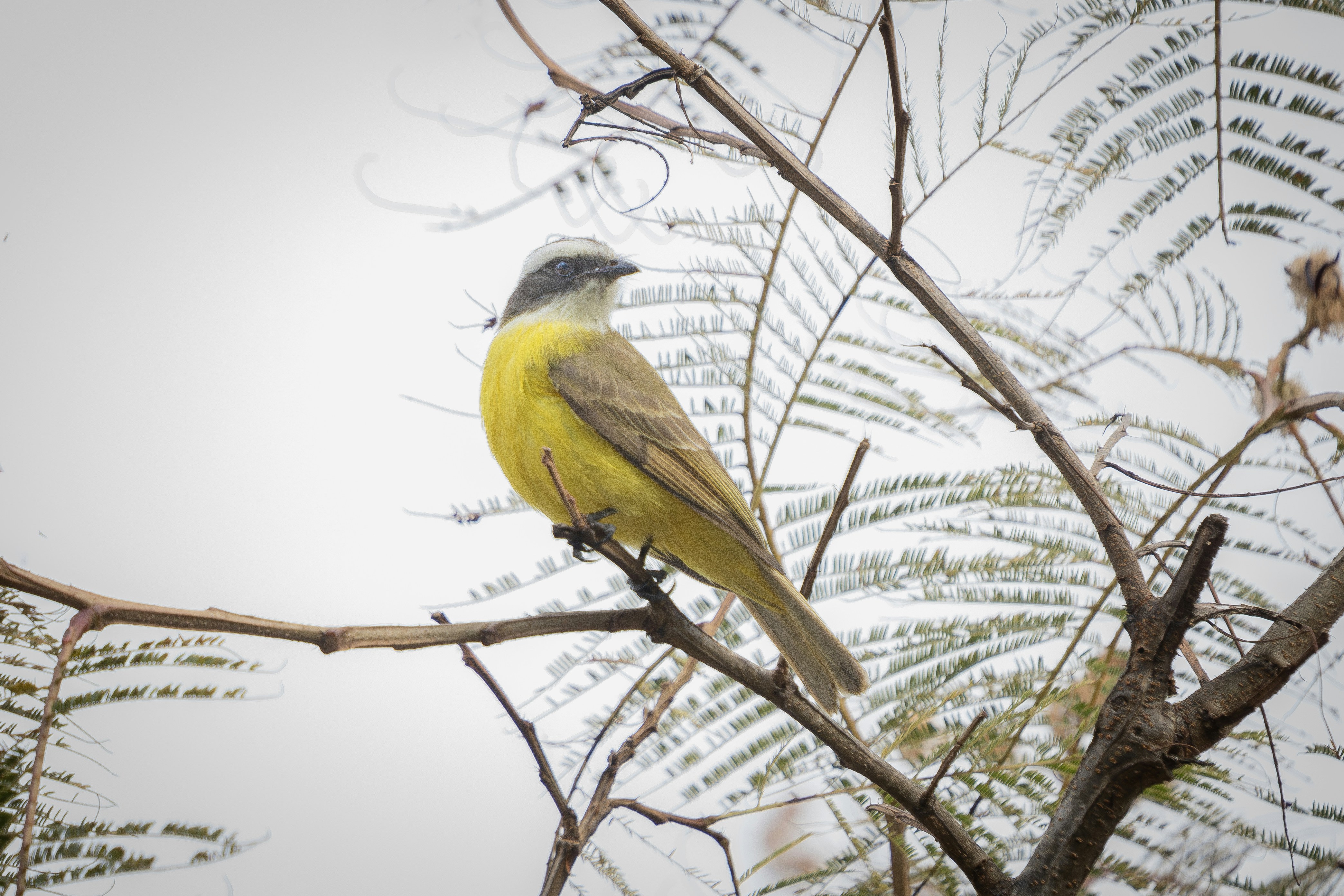 Sunny Warbler Perched Amid Bare Branches