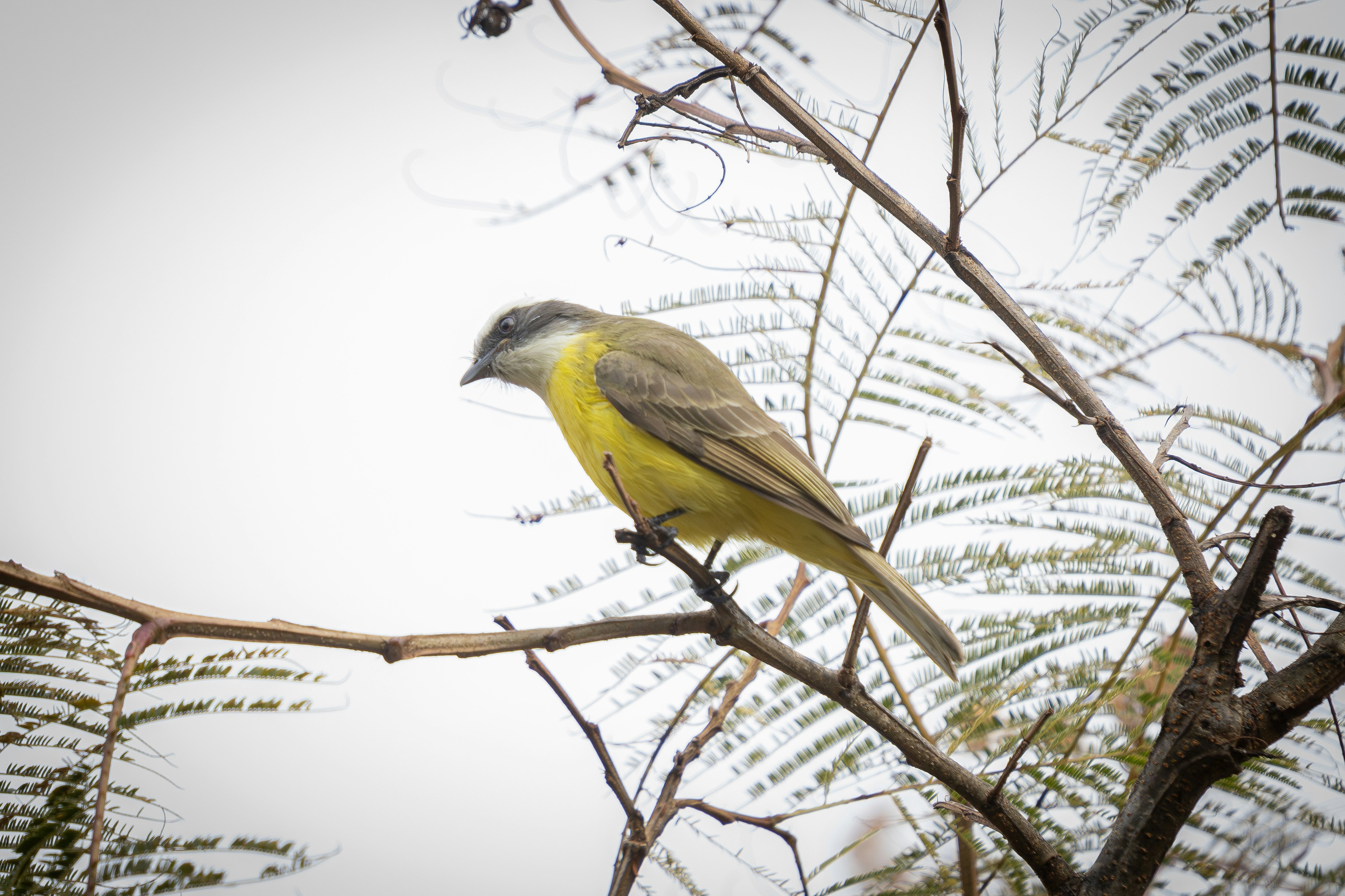 Golden Warbler perching on delicate branch lace