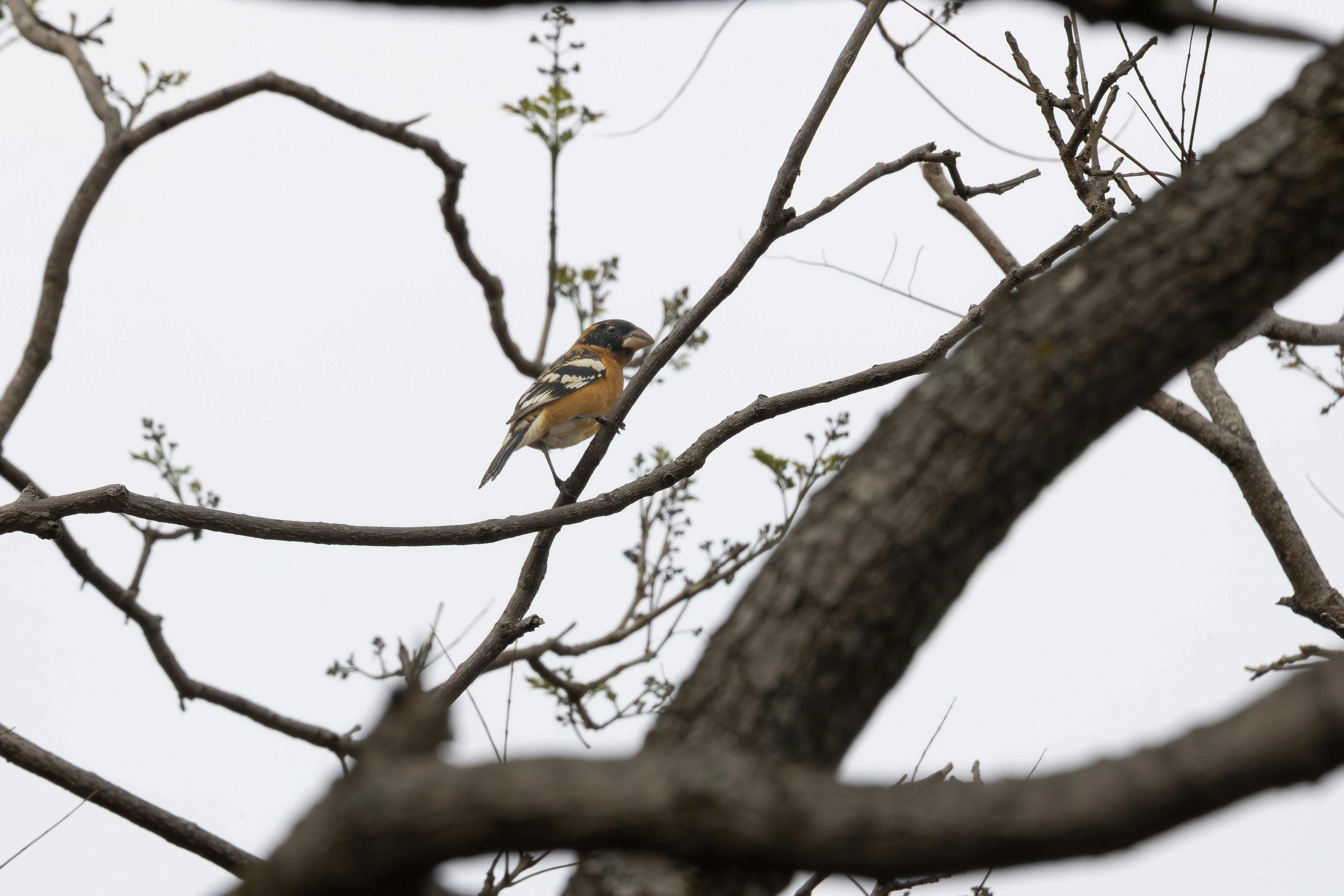 Tiny Songbird Among Winter Branches