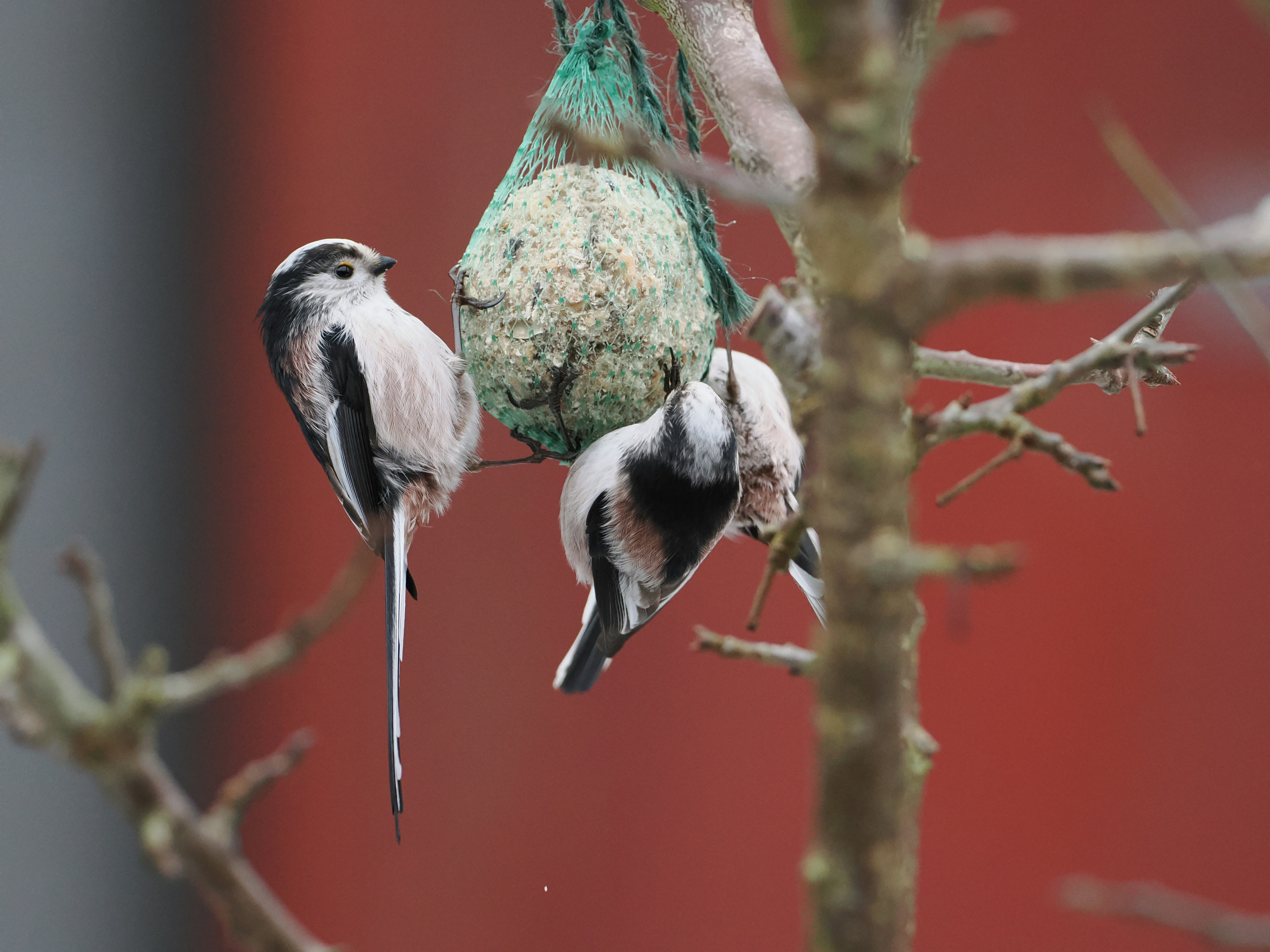 Two Long-Tailed Birds at a Soggy Feeder