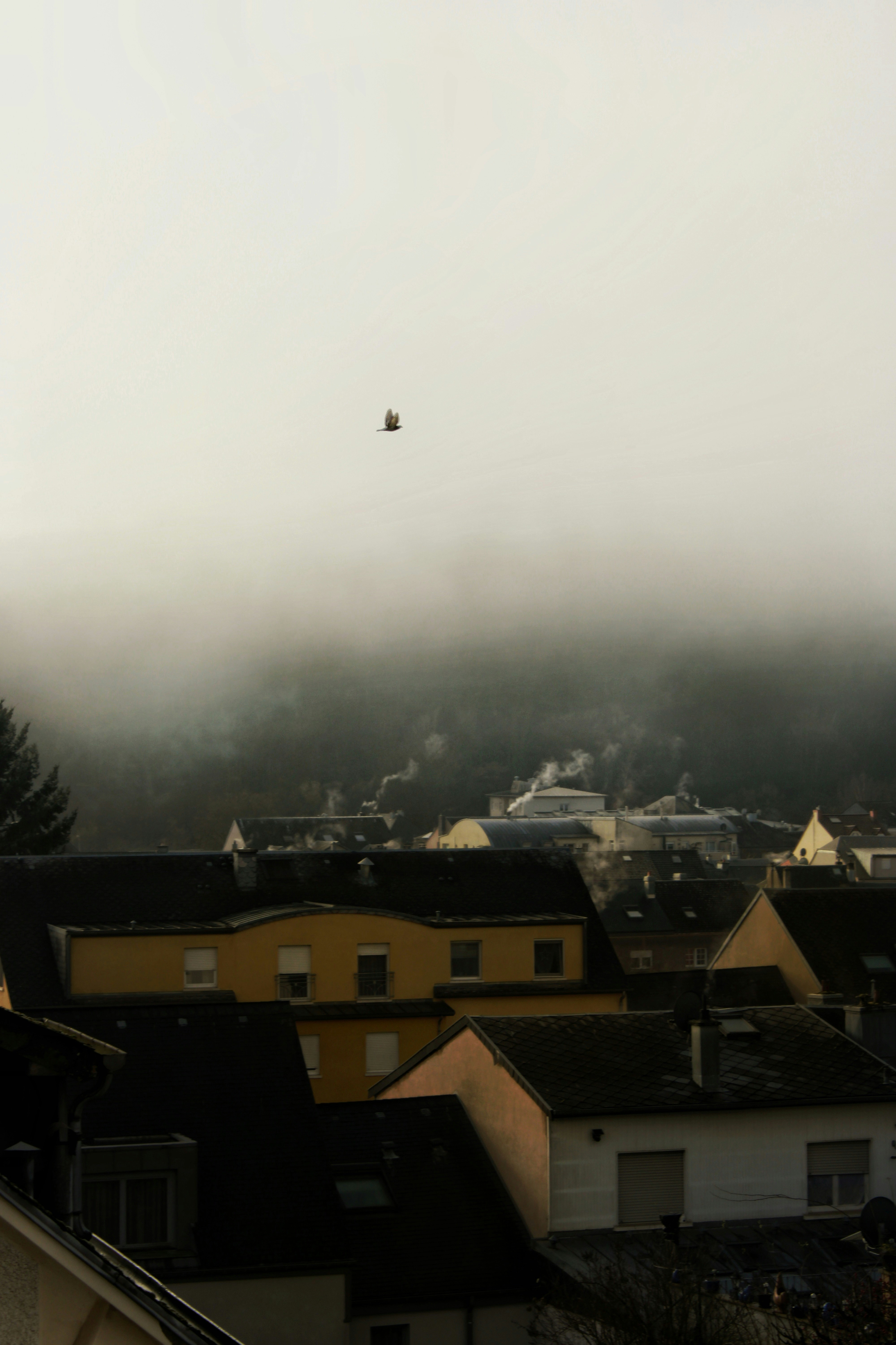 Bird on a Quiet Horizon Over a Quiet Town
