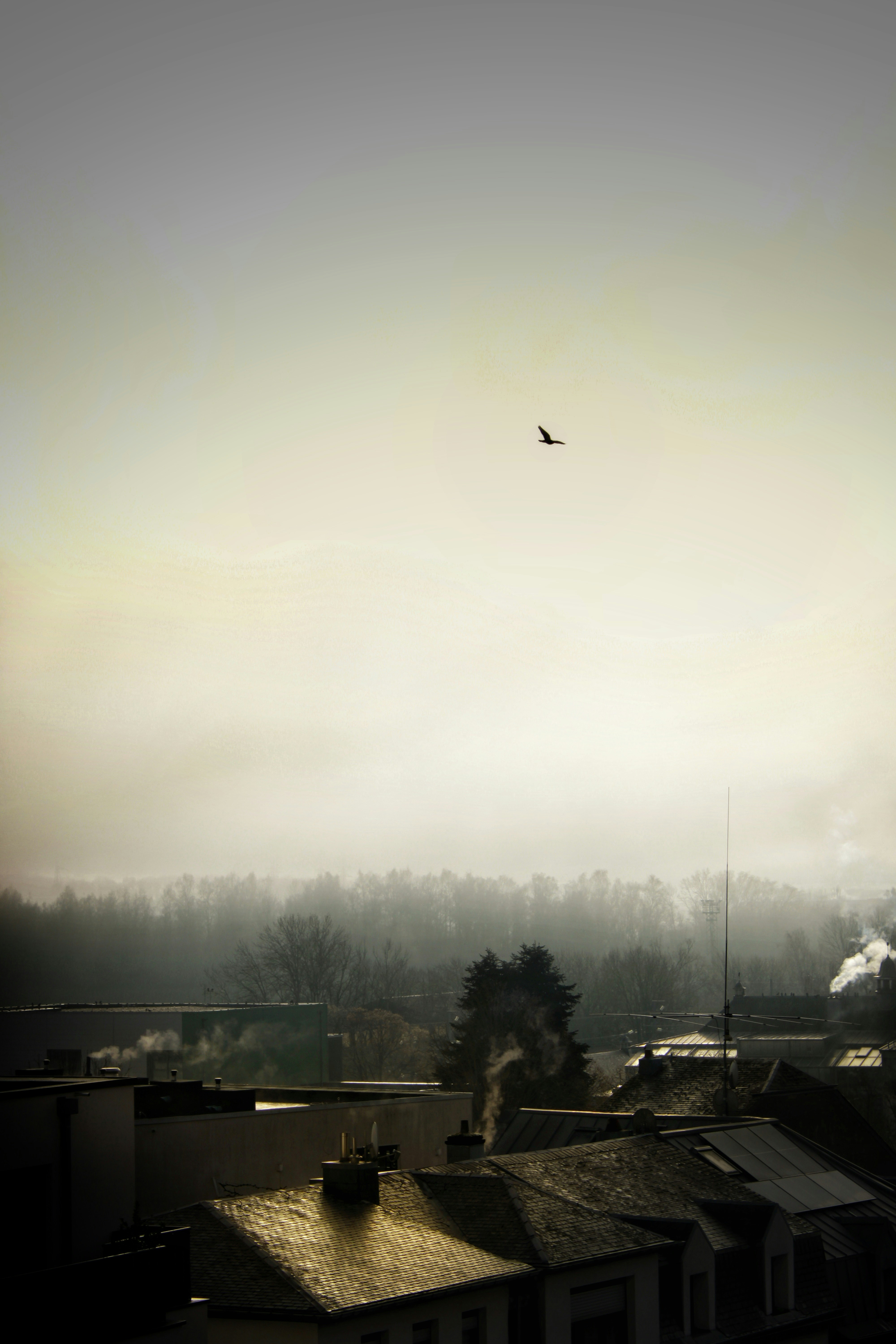 Bird in Morning Haze over Quiet Rooftops
