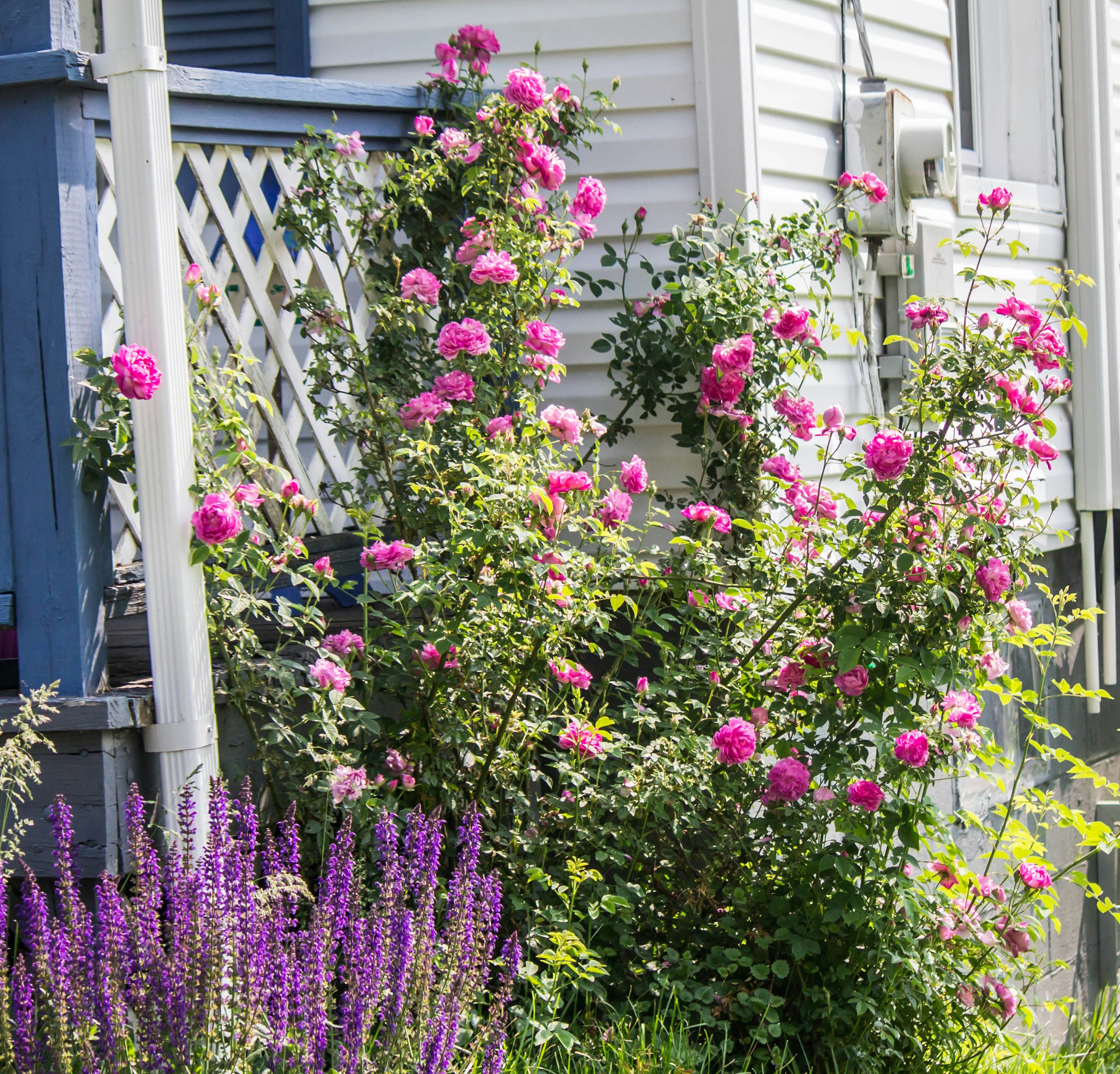Roses in a Quiet Corner by the Siding