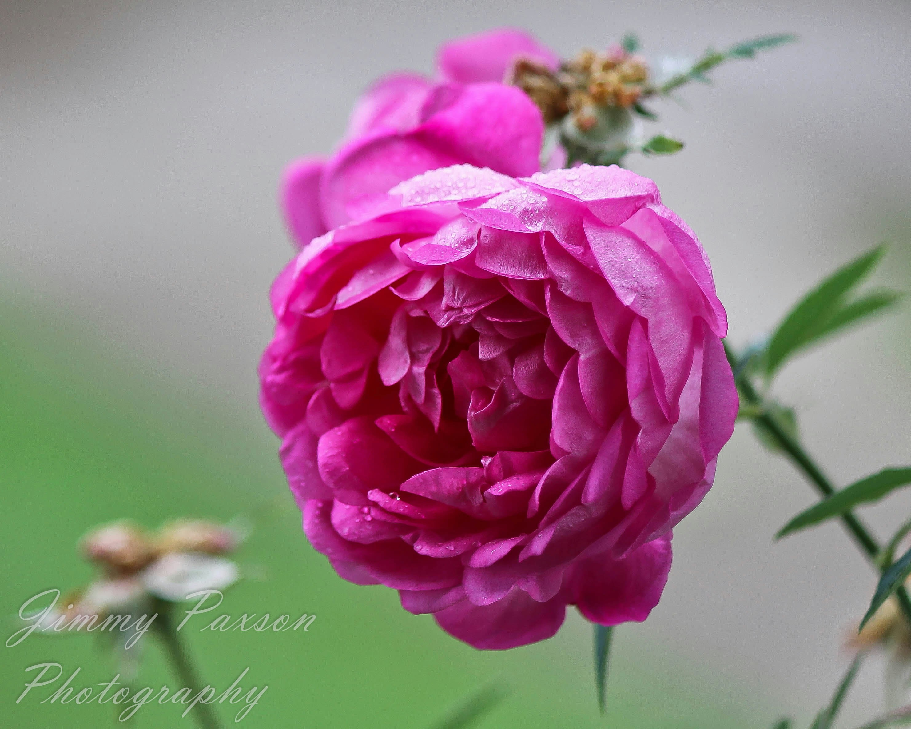 Crimson Rose Bloom: A Close-Up of Petals in Soft Focus