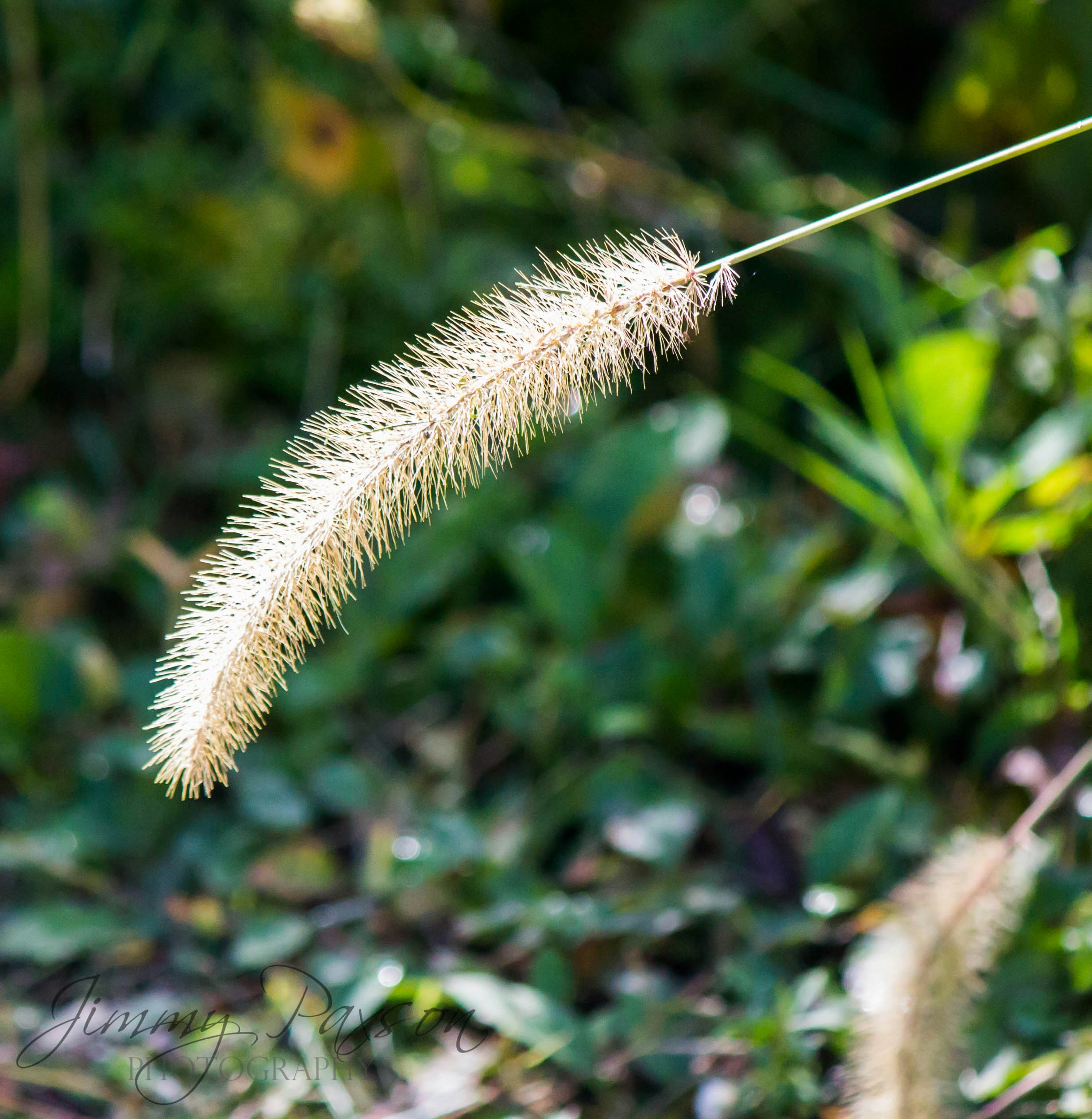 Hooked on Grass: a sunlit foxtail against a green backdrop
