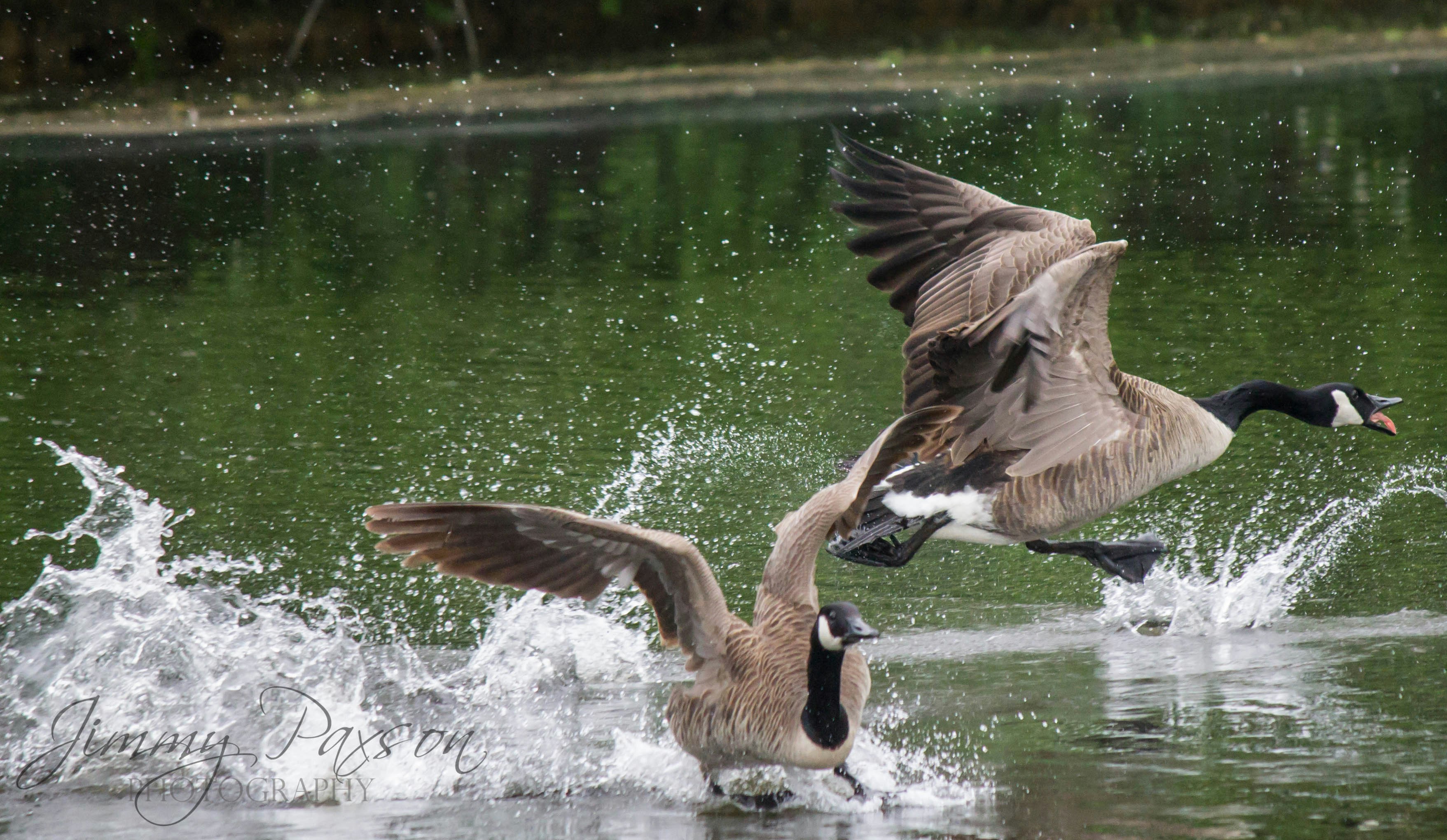 Two Canada Geese Flash Across a Misty Lake