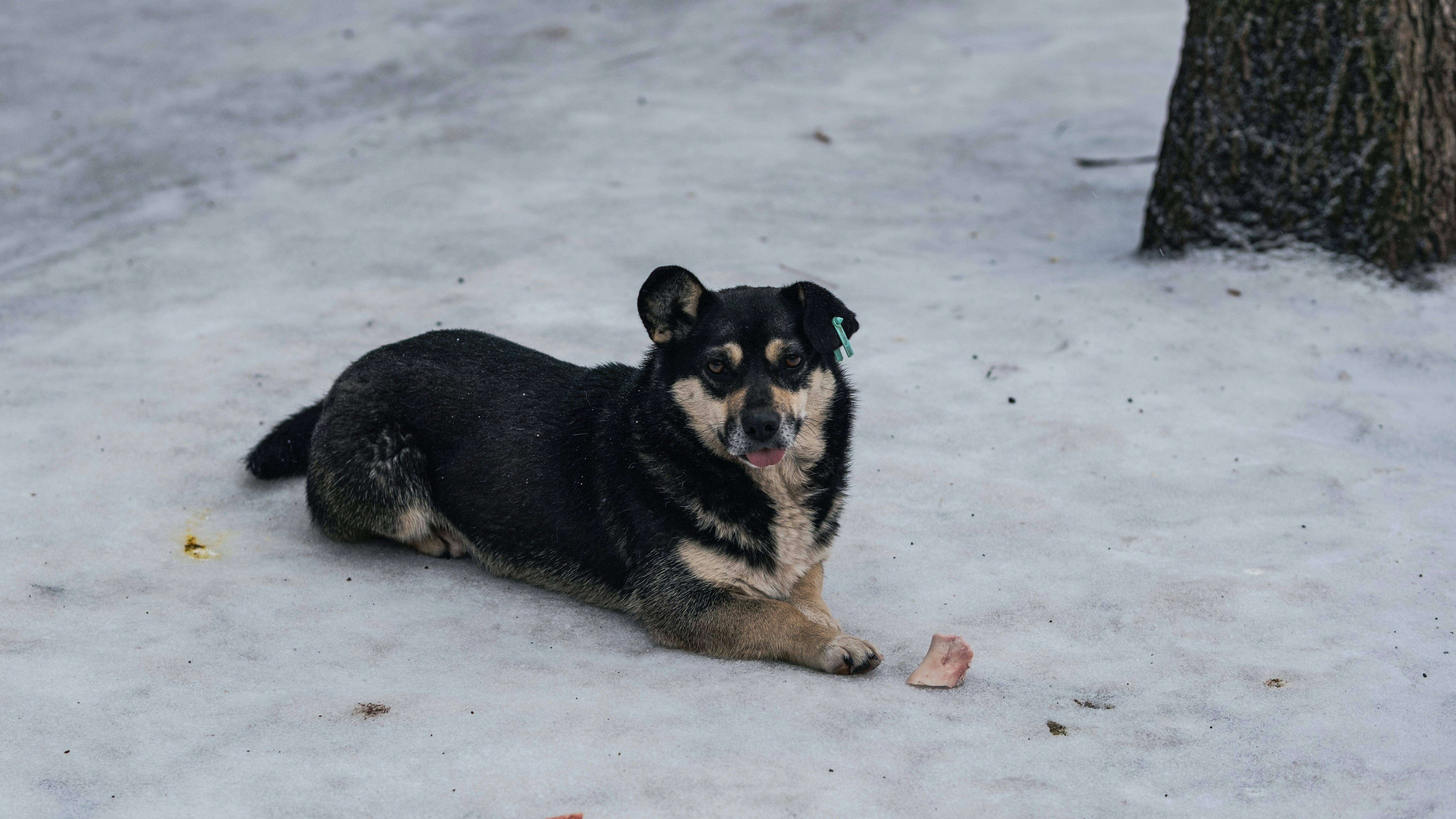 Patient canine in snowy park pauses with a pawful of winter light