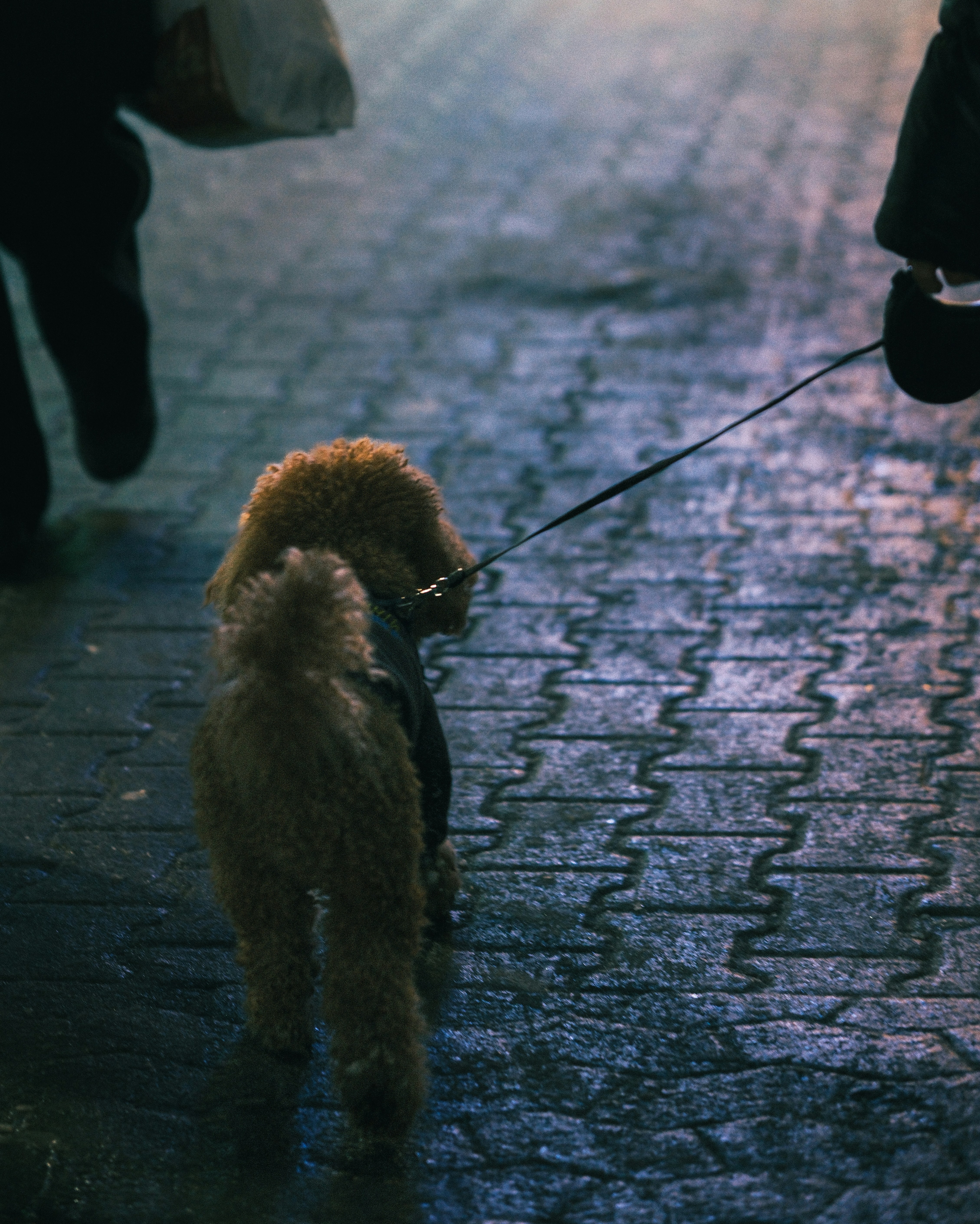 Puppy on a Moonlit Leash: A Quiet Stroll Through Rain-Kissed Cobblestones