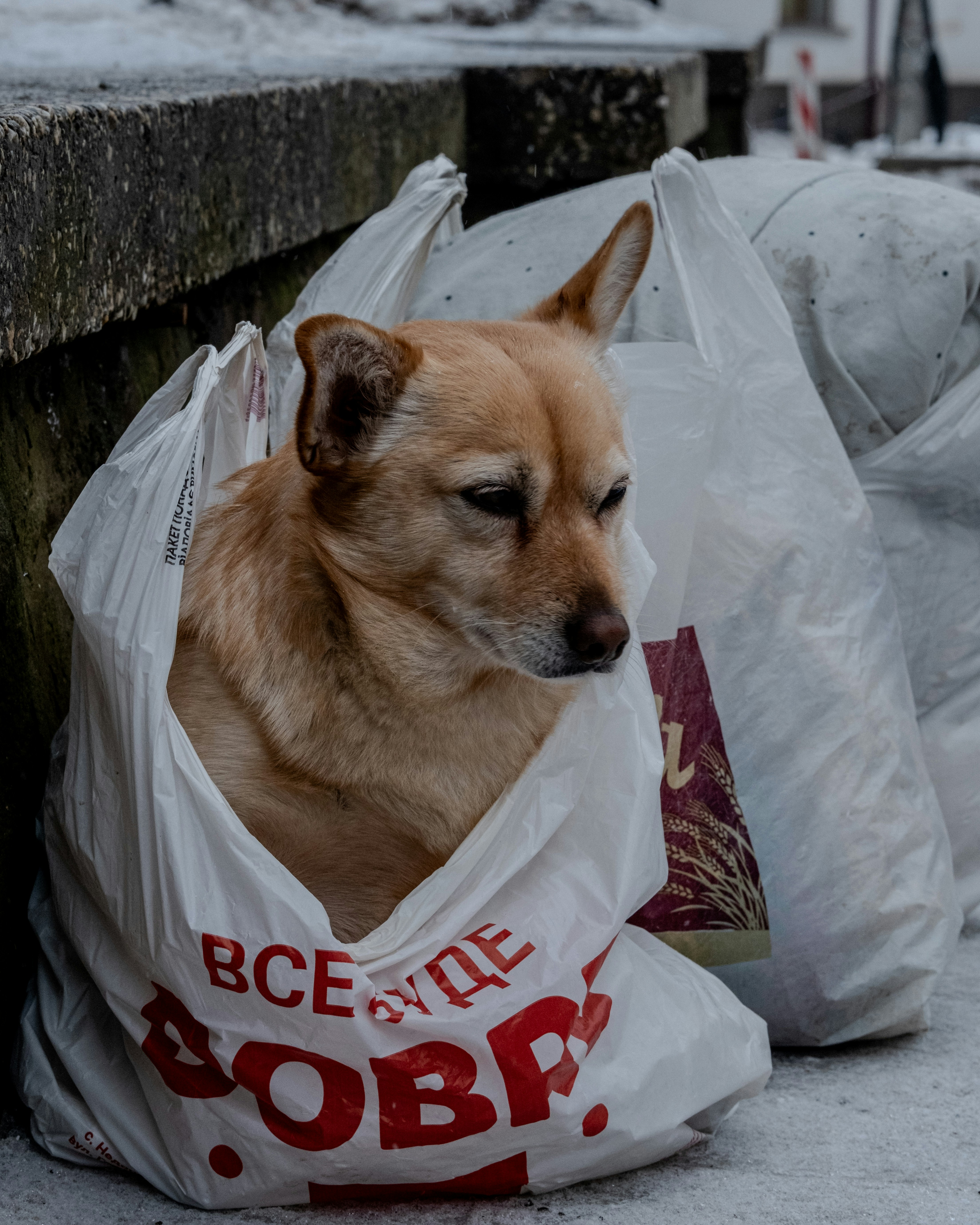Snowy Street Shelter: A Dog Nestled in a Reusable Bag