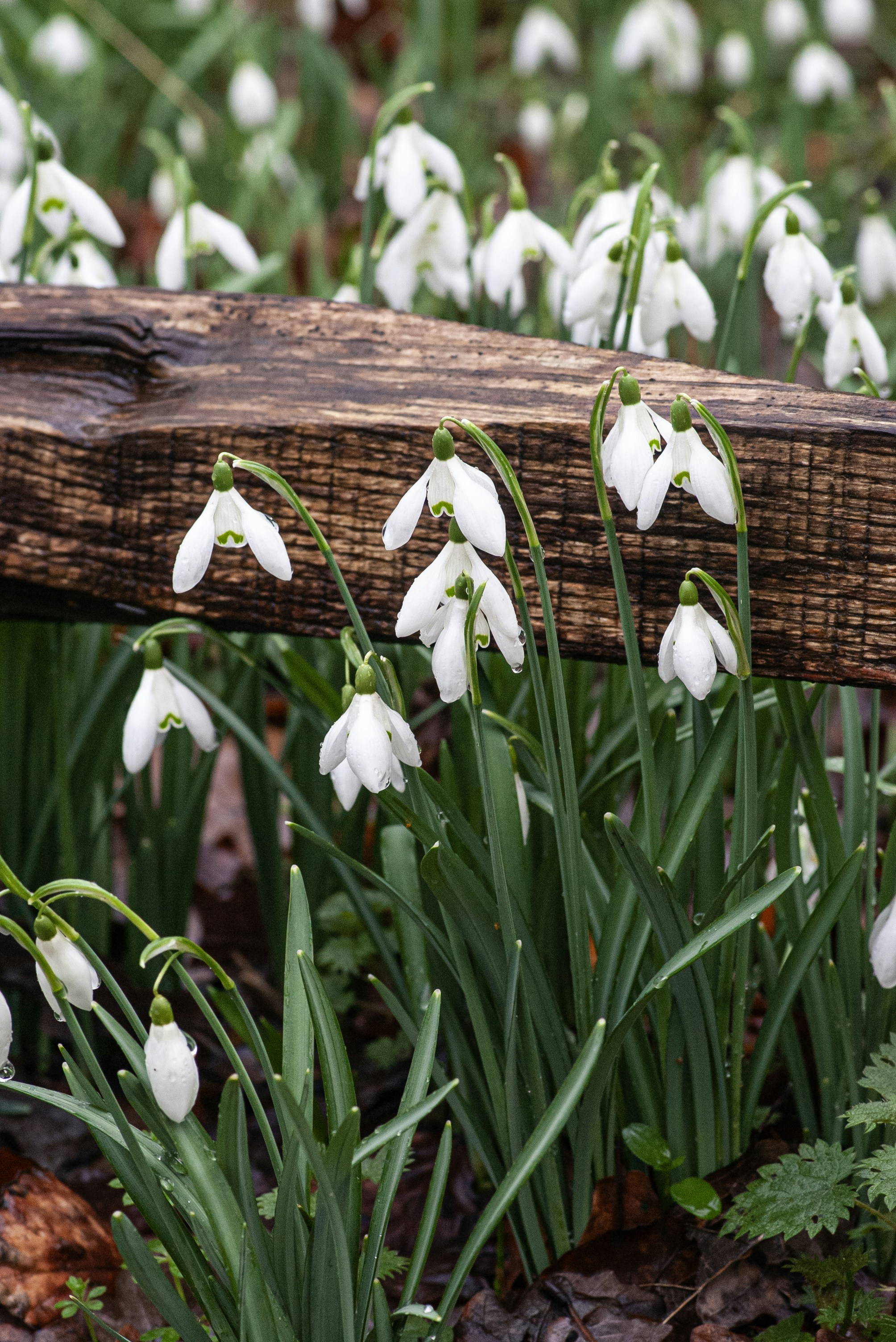 Snowdrops in a Quiet Forest Under a Weathered Log