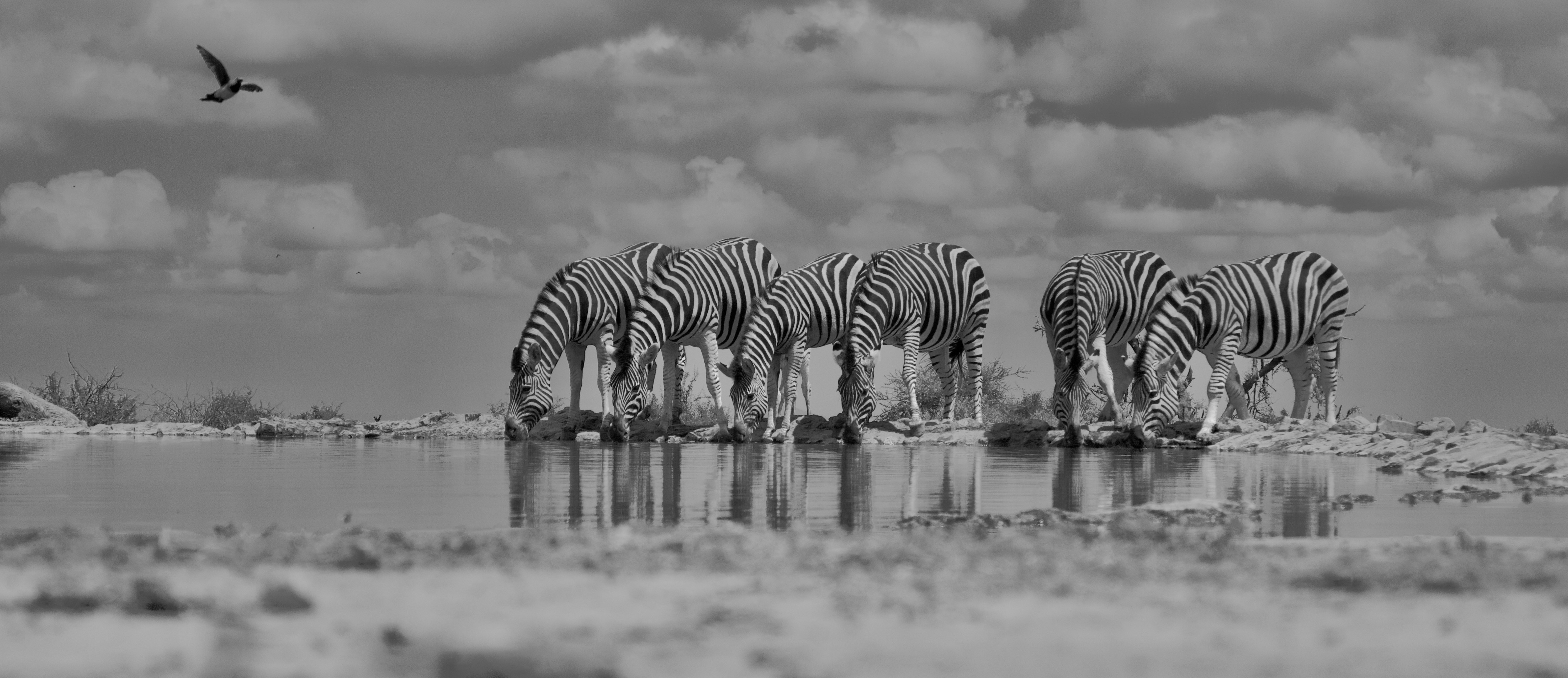 Zebras at the Waterline: A Quiet Drinking Moment