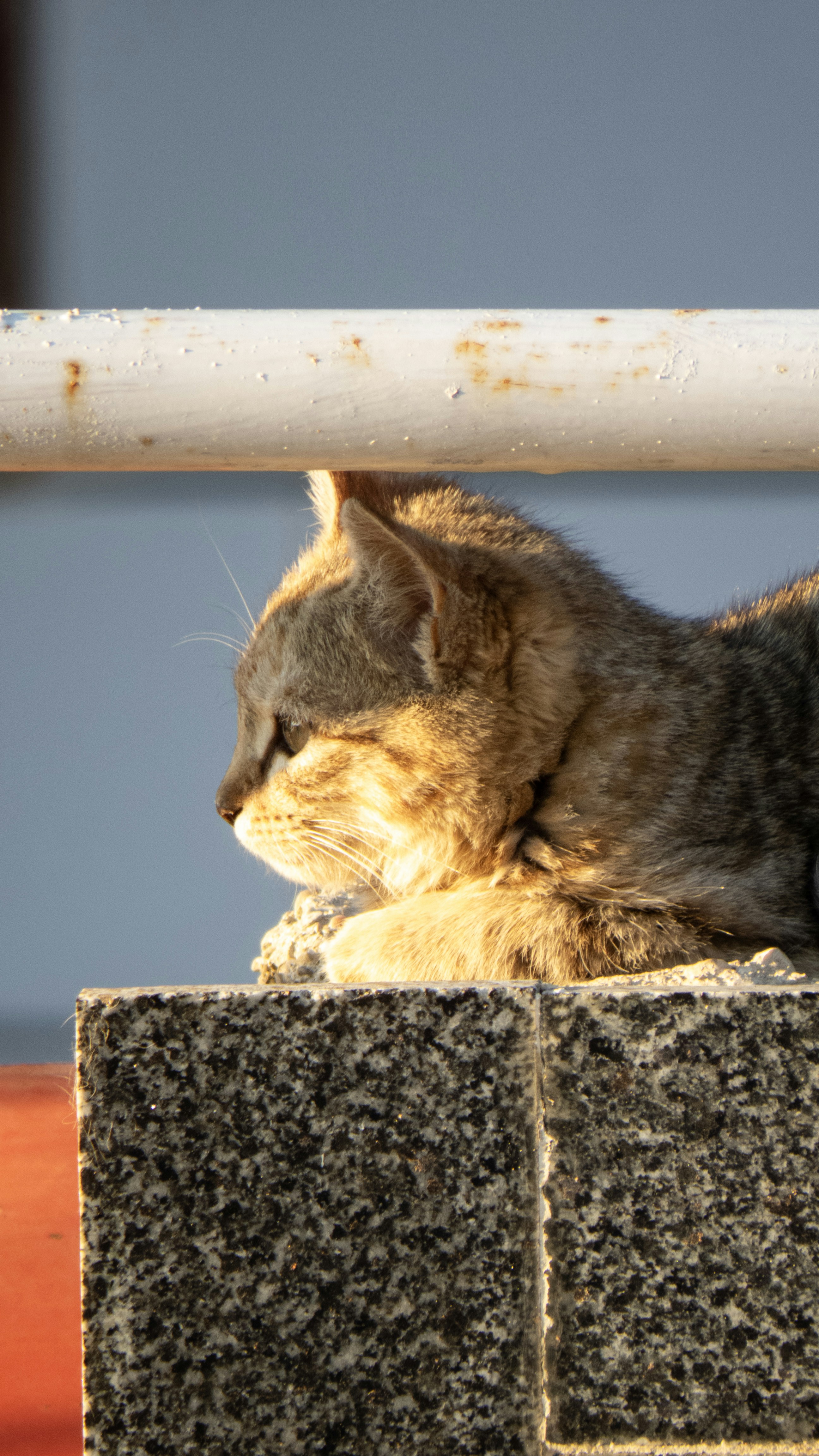 Bridge-Hugged Cat in Warm Afternoon Light