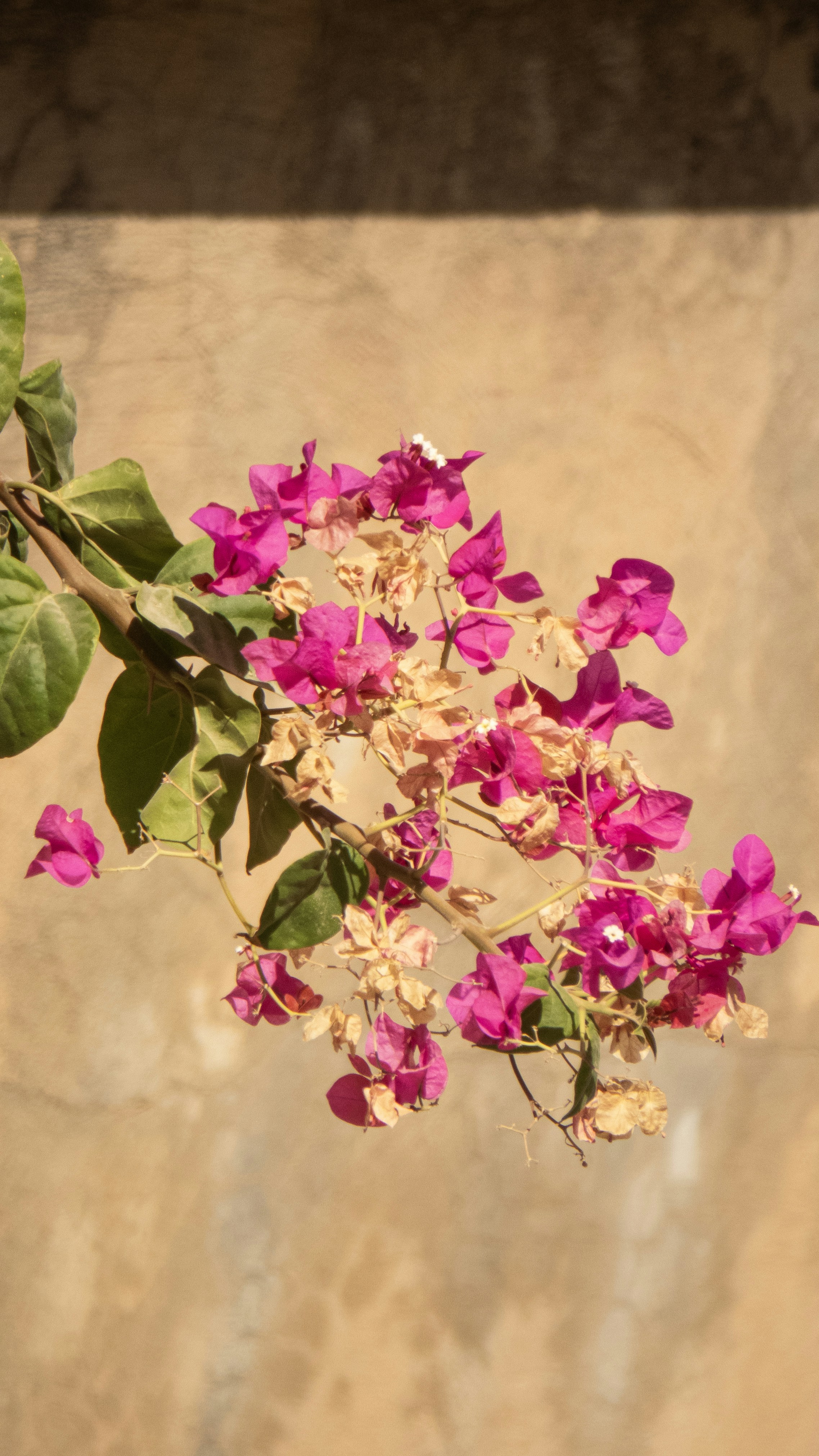 Bougainvillea Segment Against Warm Wall