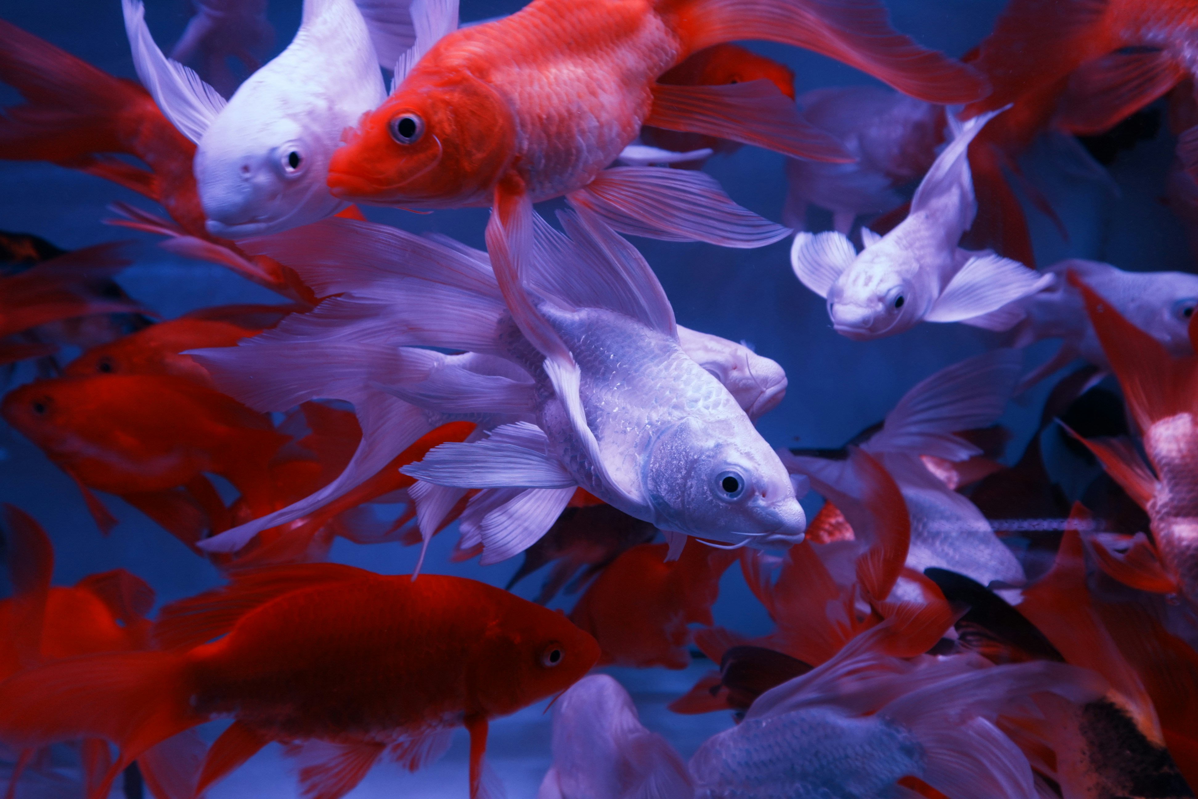 A school of red and white goldfish swimming together.