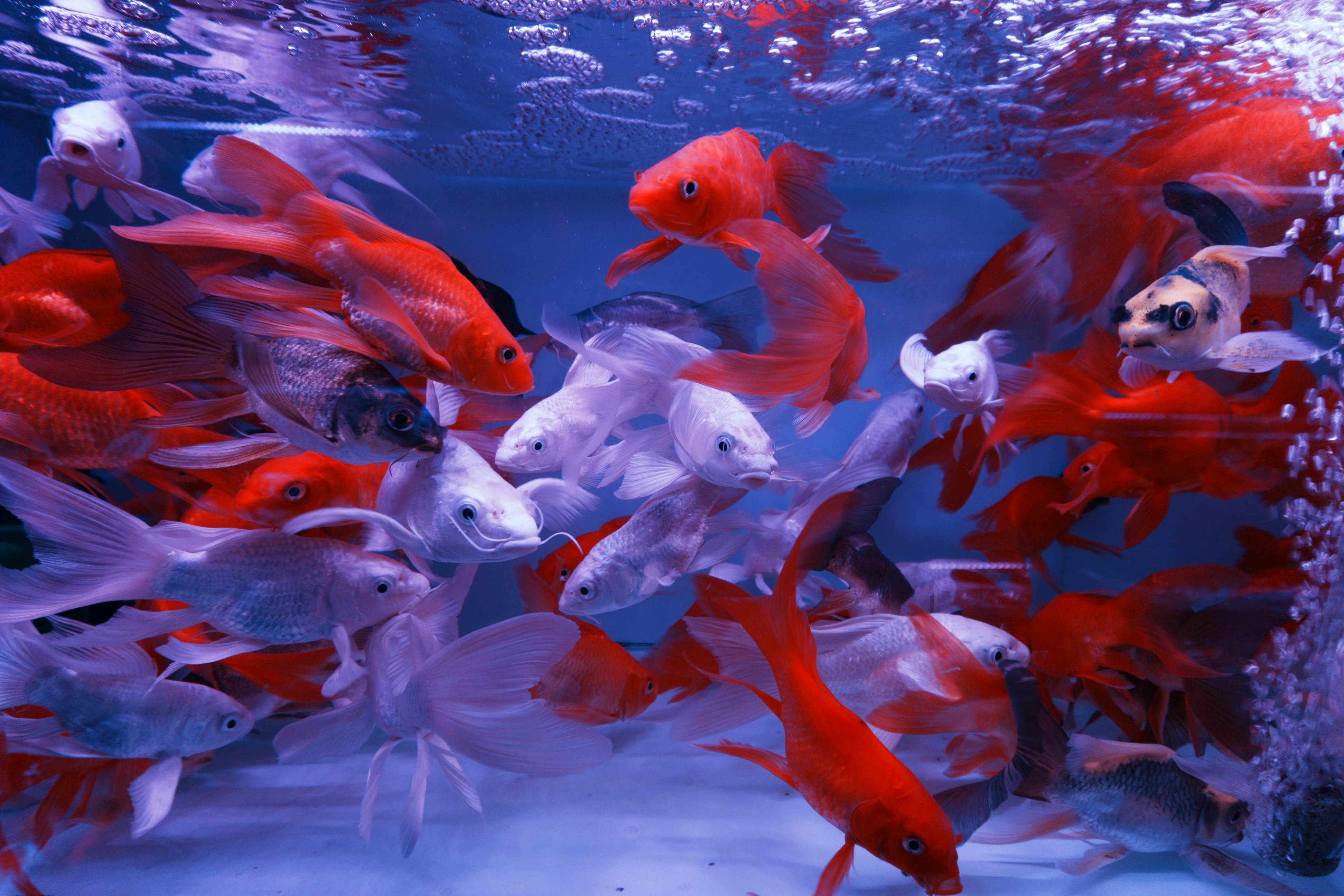 A school of red and white goldfish swimming together.