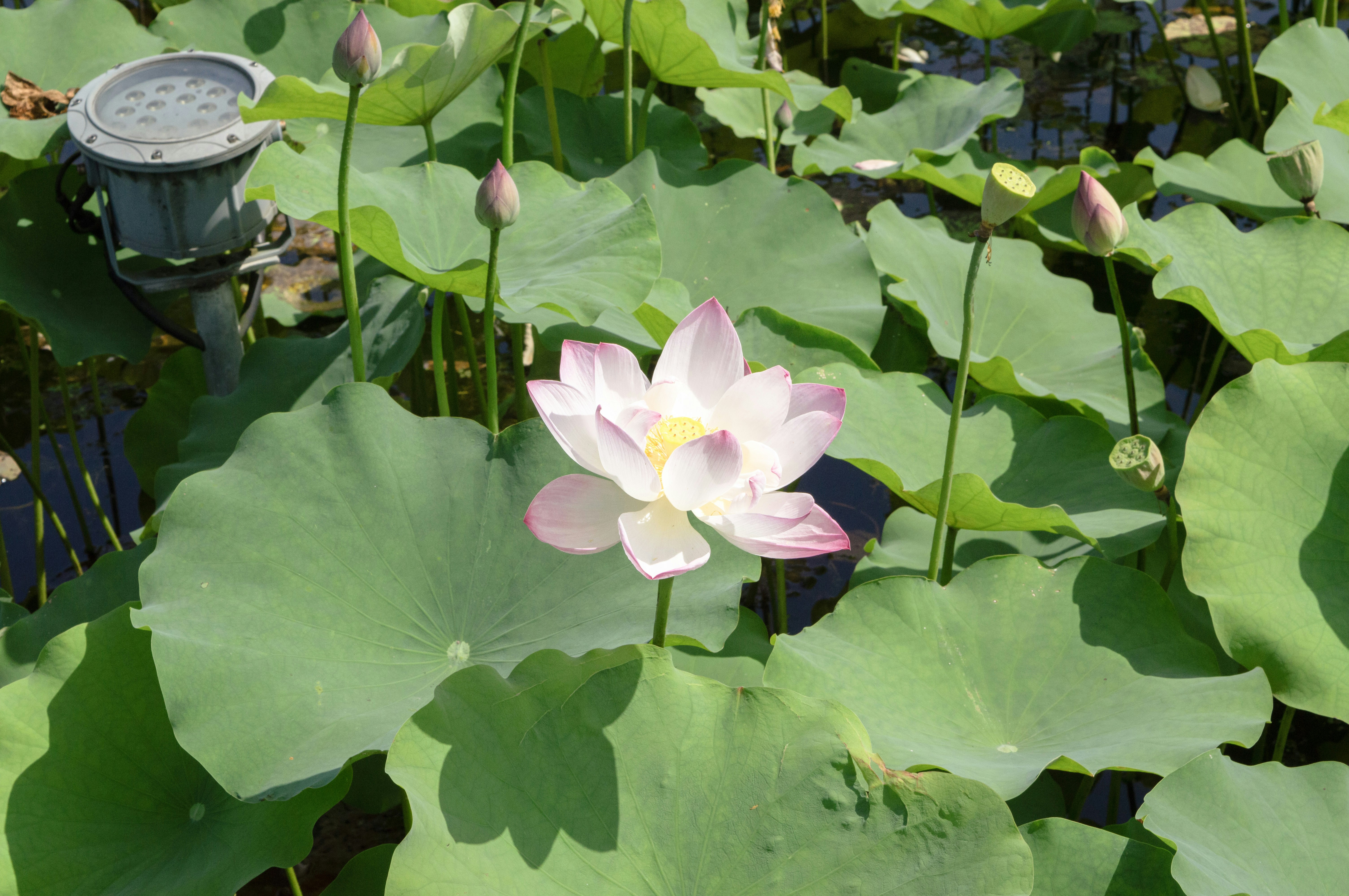 Centered Lotus Bloom Surrounded by Emerald Pads