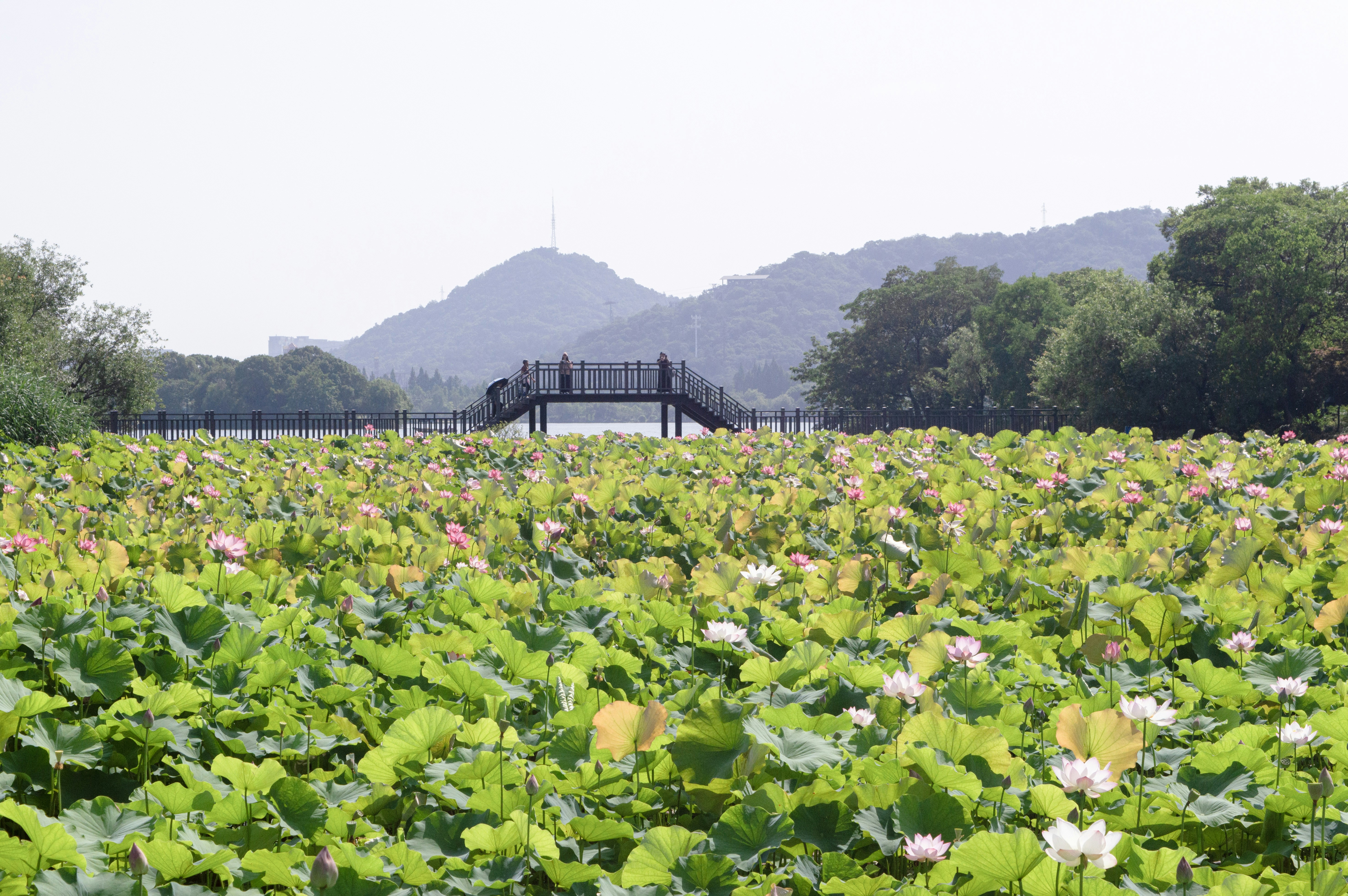 Bridge Over a Sea of Lotus: A Quiet Oasis Beyond the Hills