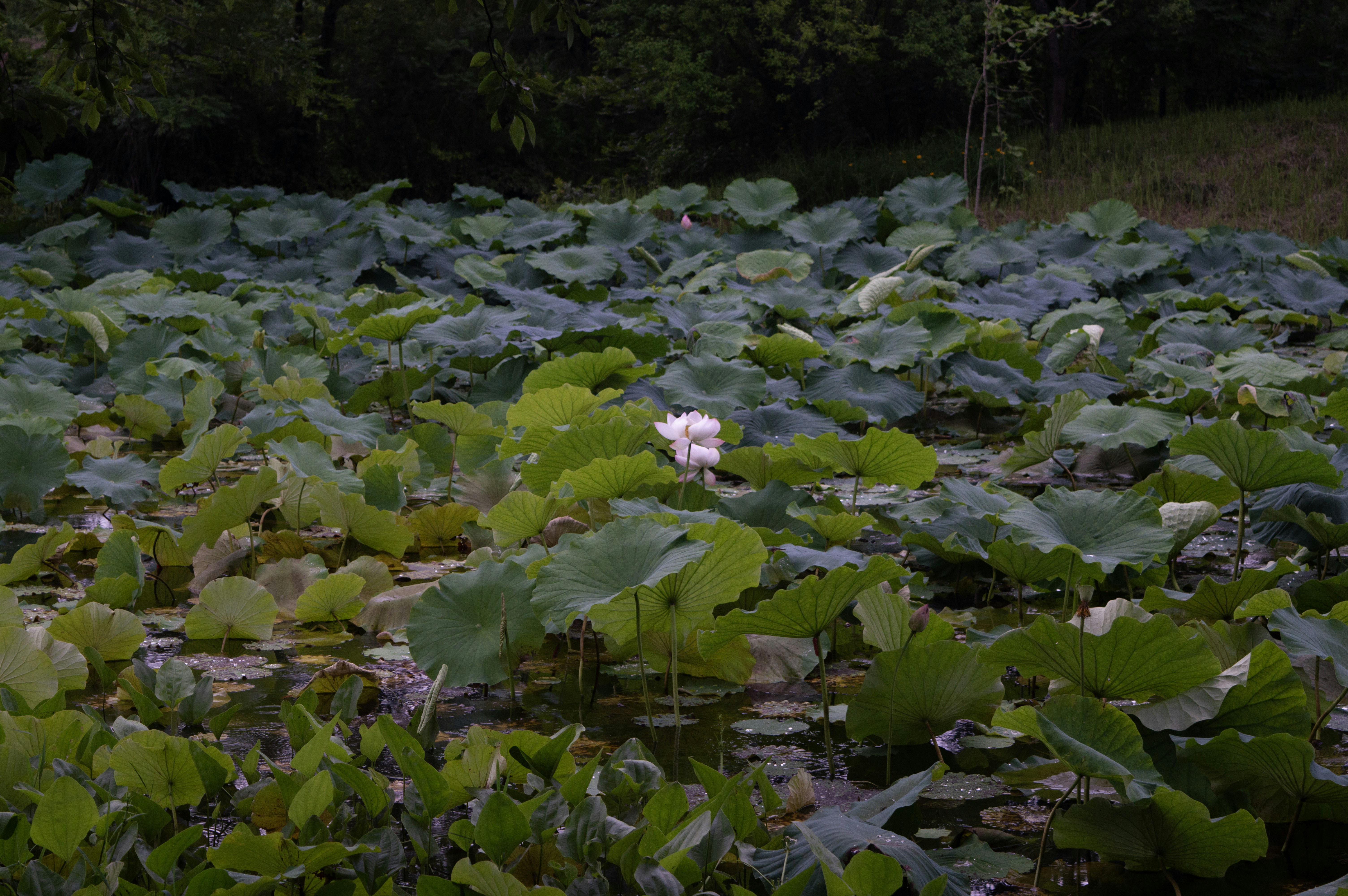 Single pale blossom amid a sea of lotus leaves at dusk